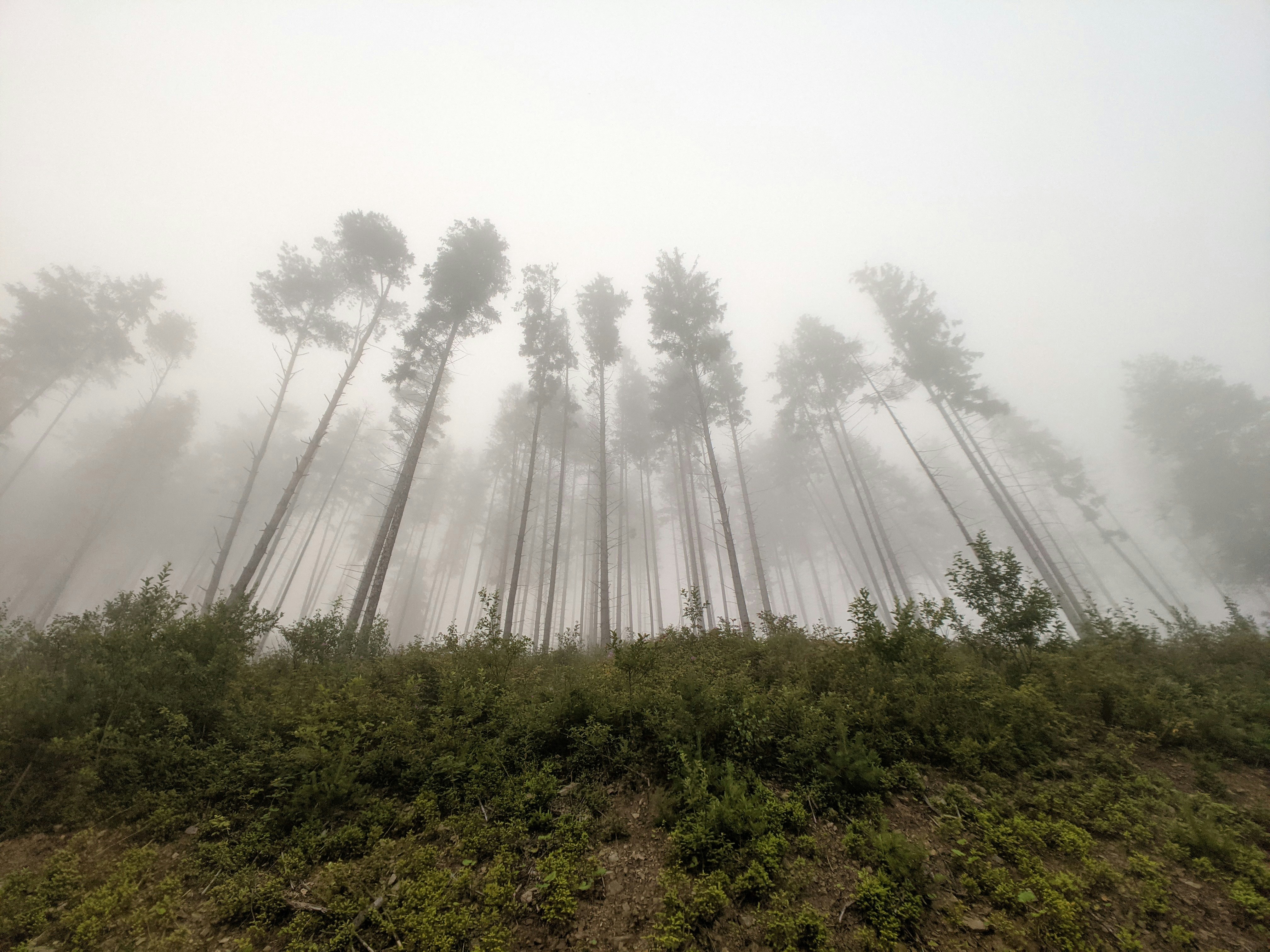 Vertical Pines in a Veiled Ridge