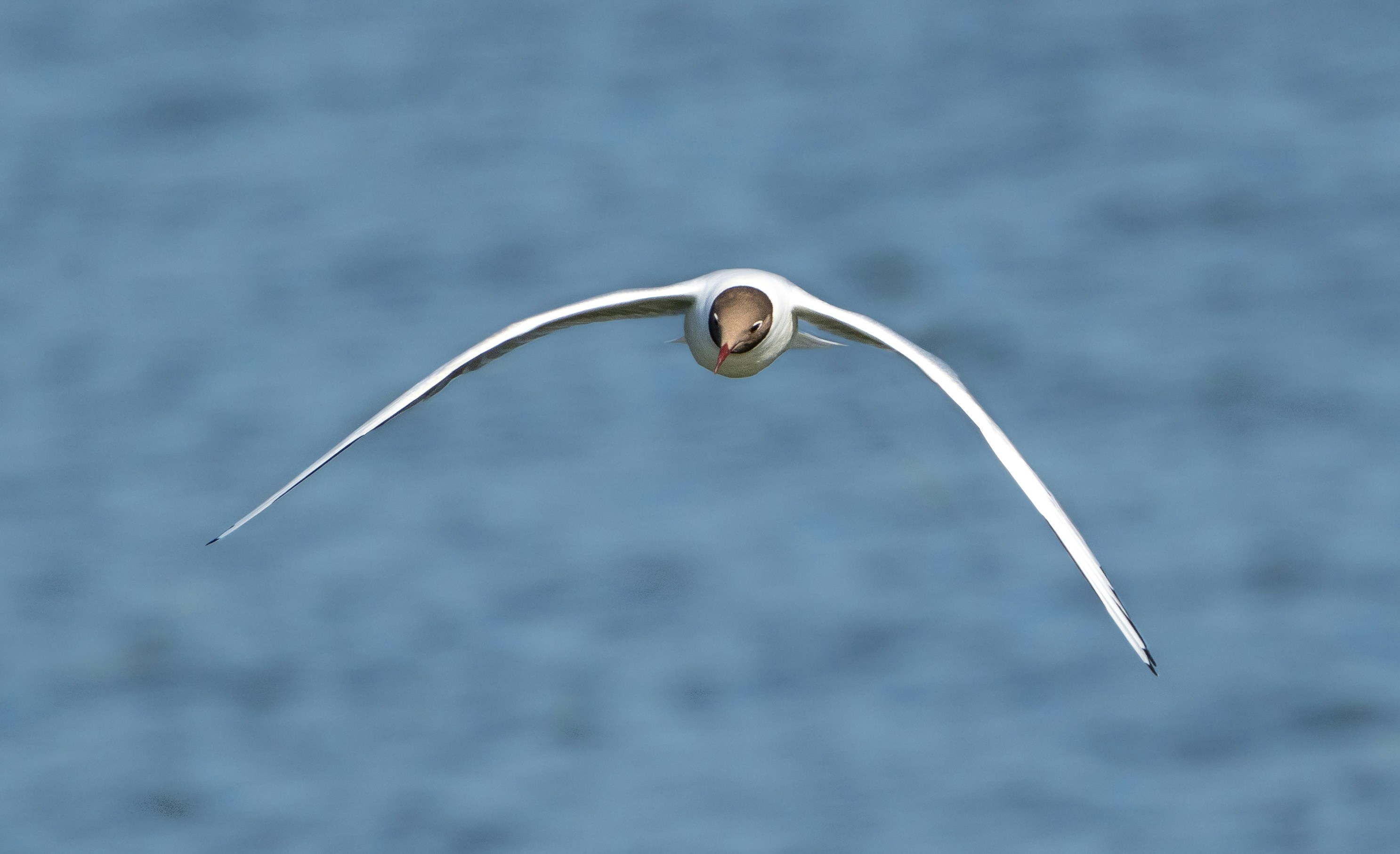 White Wings Across the Quiet Blue: Seagull in Glide