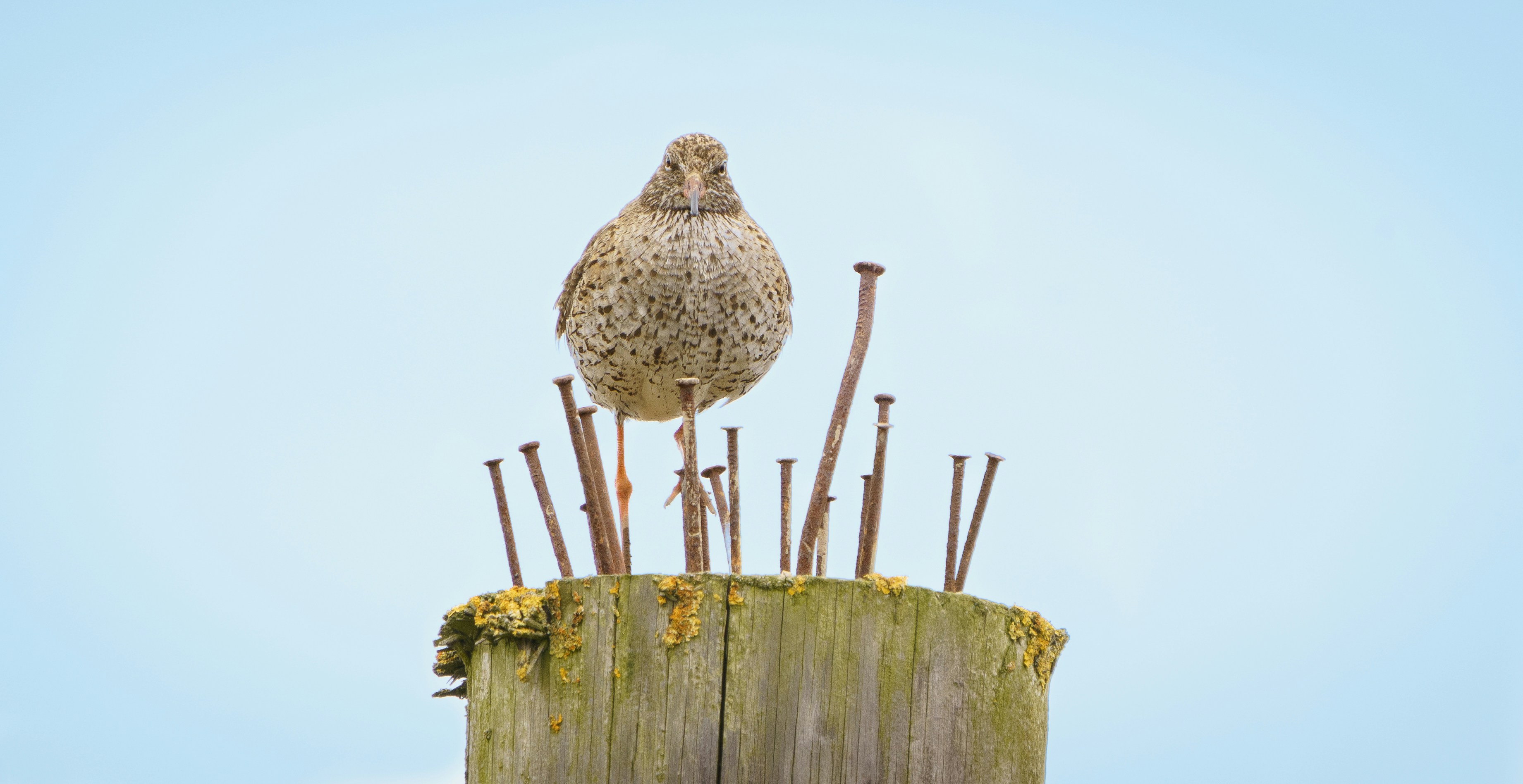 Speckled Sentinel on a Weathered Post Under a Pale Sky