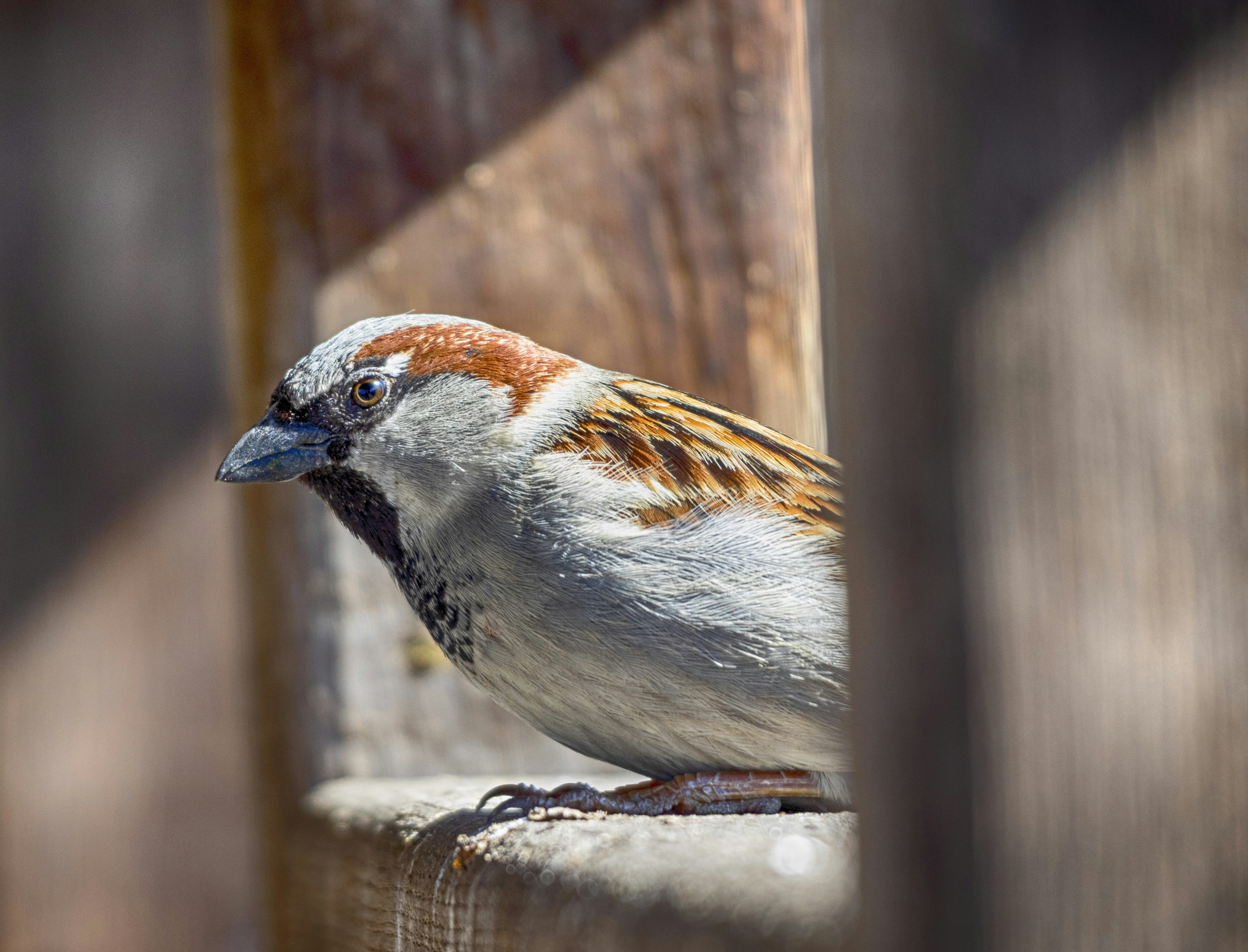 750+ Sparrow Pictures | Download Free Images on Unsplash