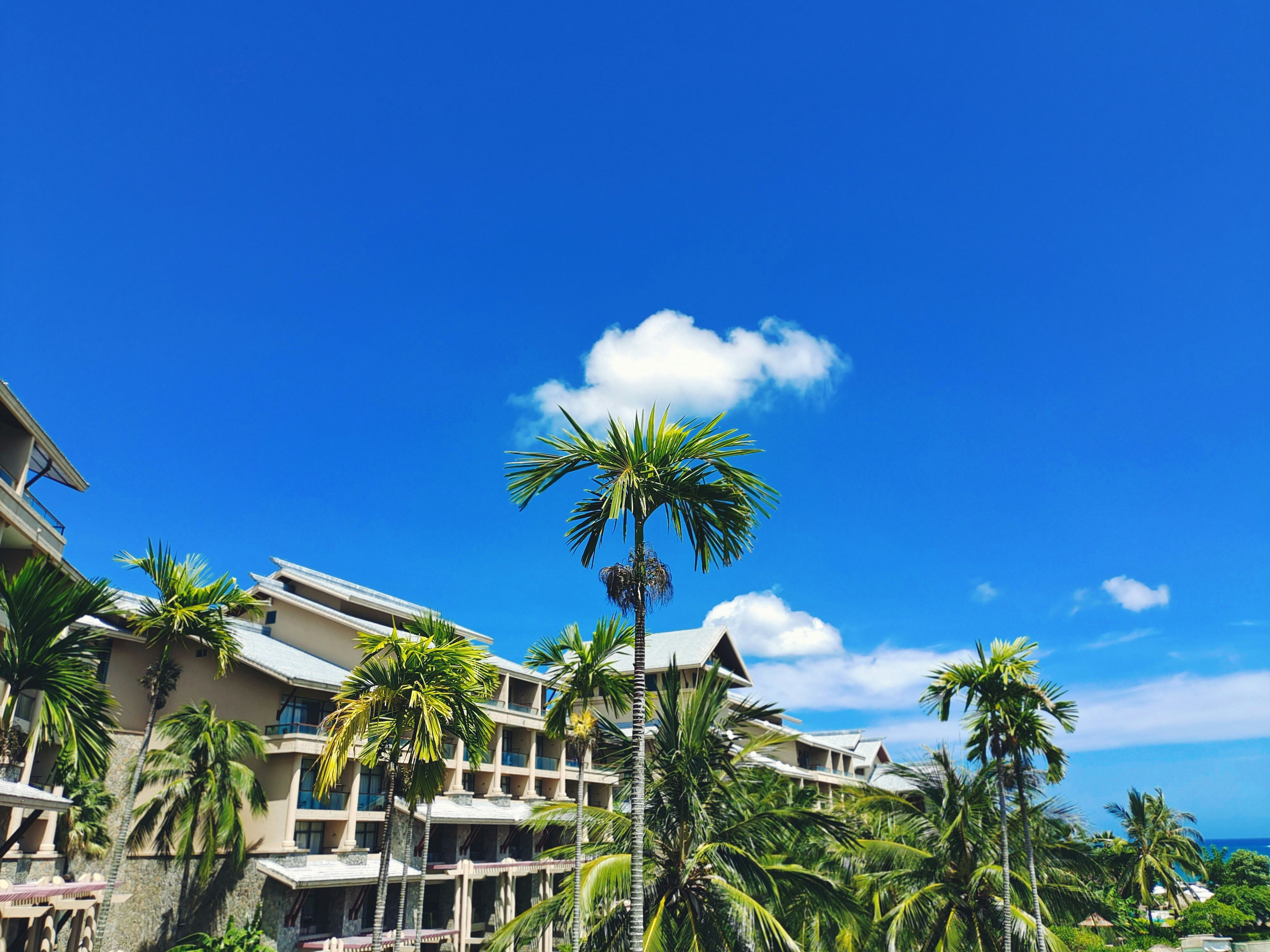 Sun-drenched seaside resort with a row of palm trees and a vivid blue sky, the central palm framing the low-rise buildings along the coast.