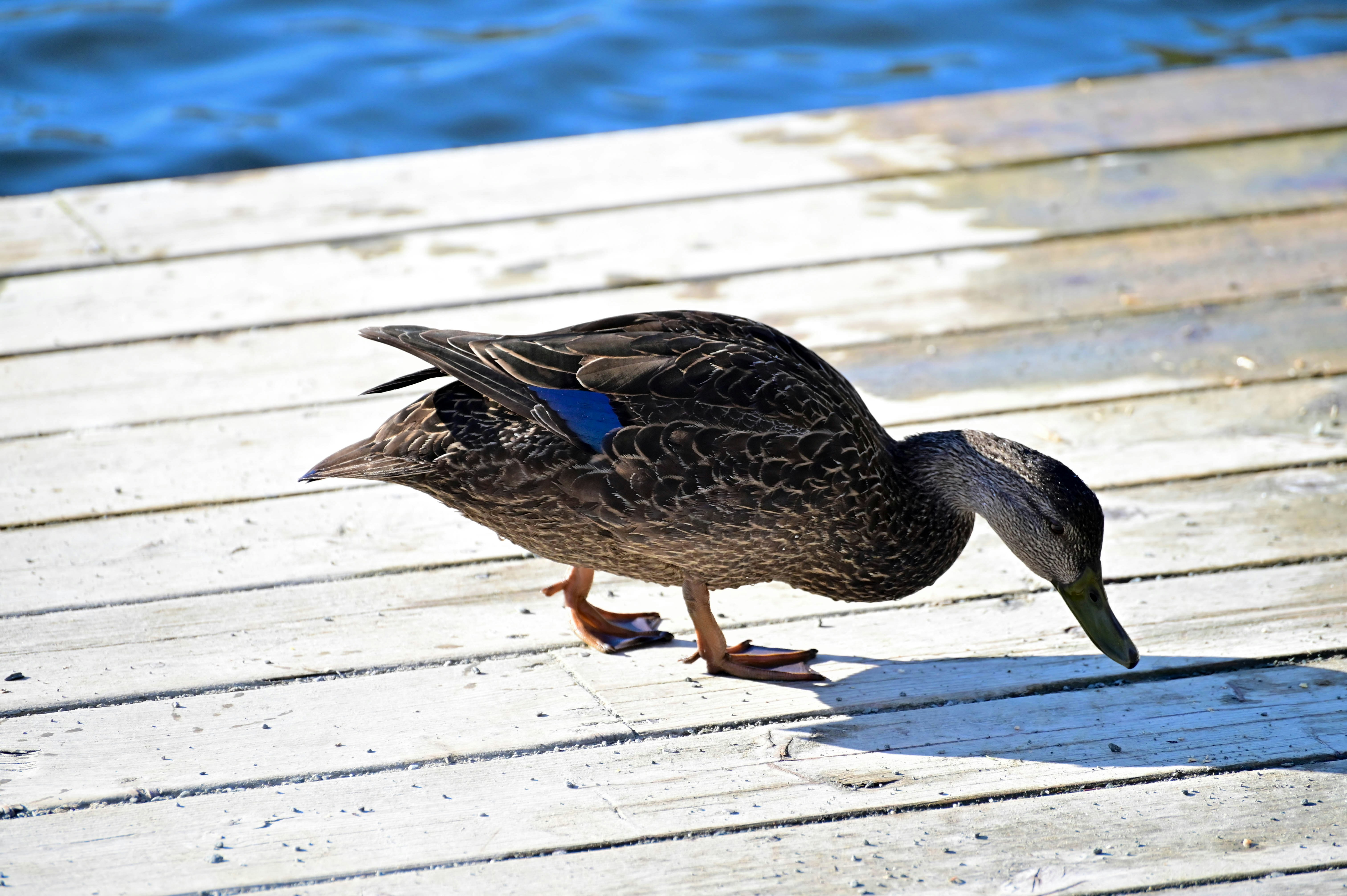 Foto Un pato parado en un muelle de madera junto a un cuerpo de agua ...