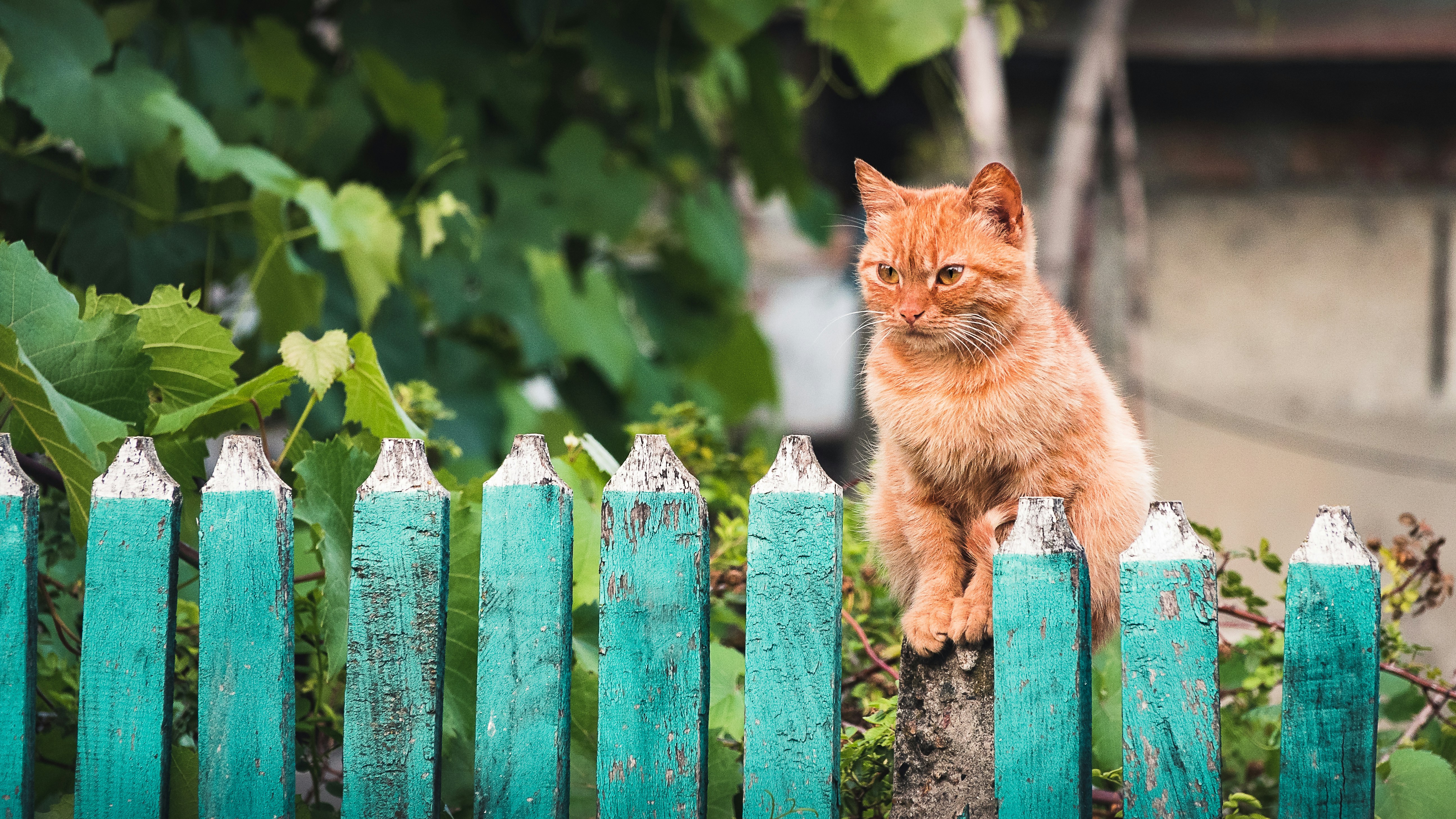 Curious Ginger on a Weathered Turquoise Picket Fence