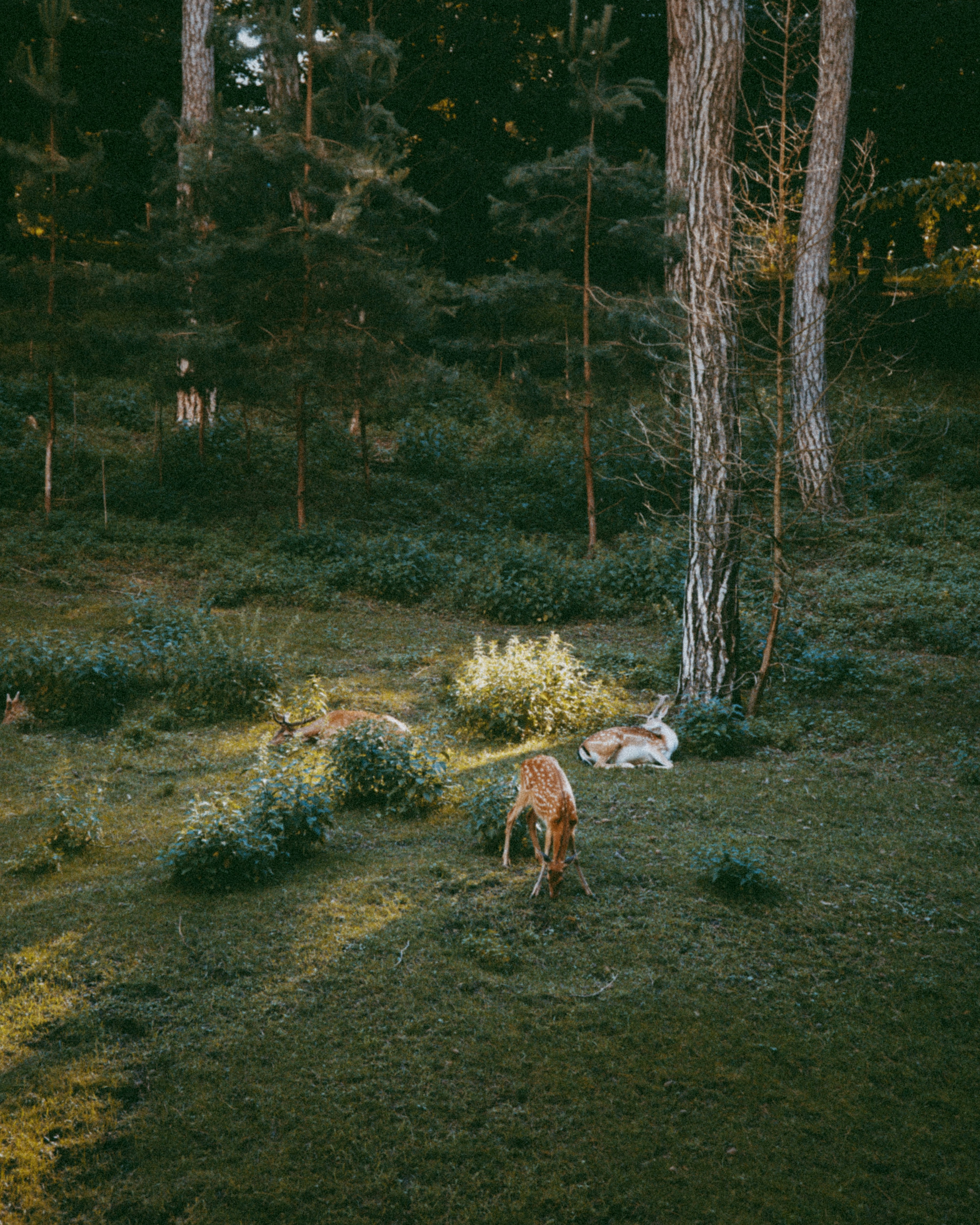 Deers
