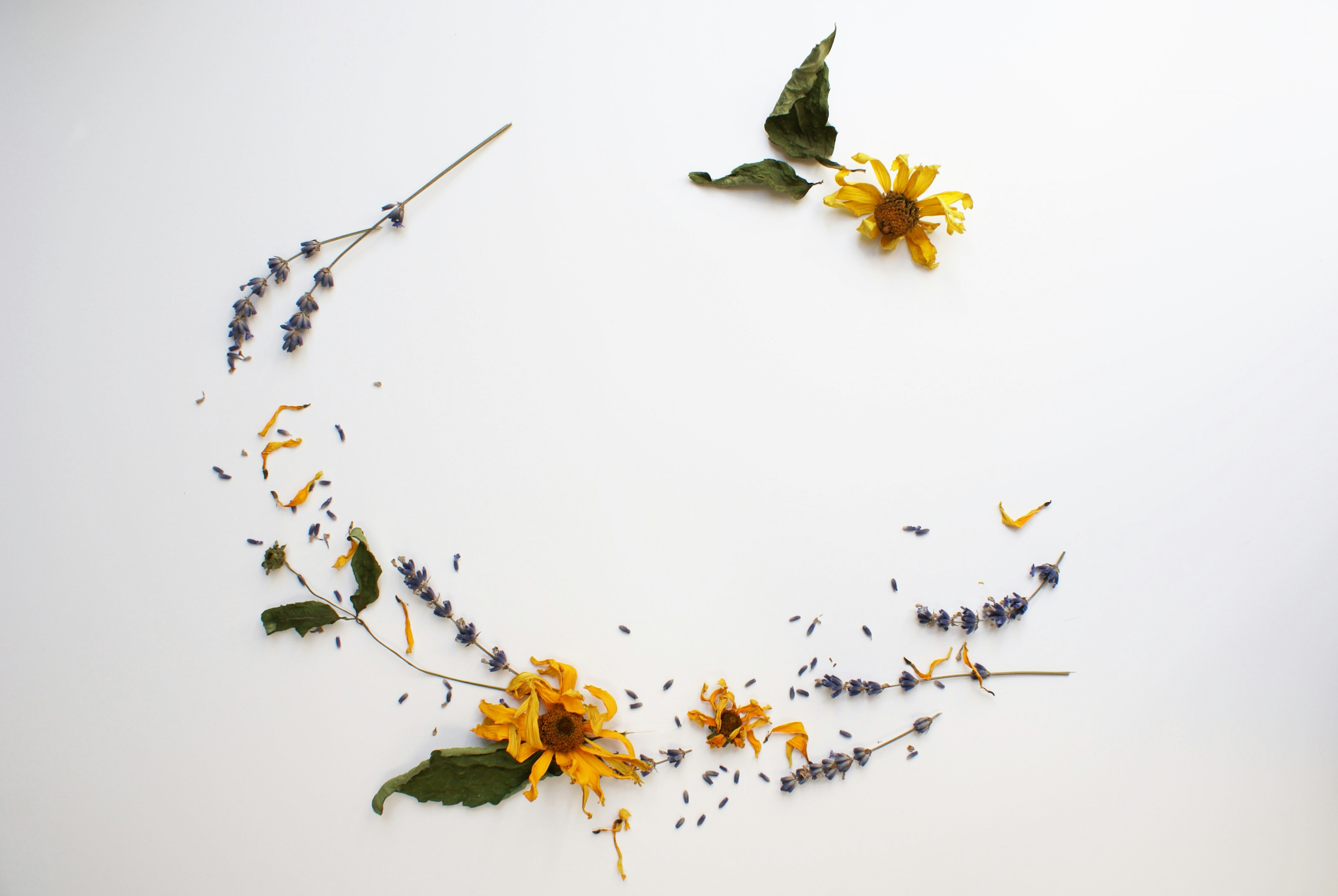 Autumn Remains: A Delicate Crescent of Flowers and Lavender