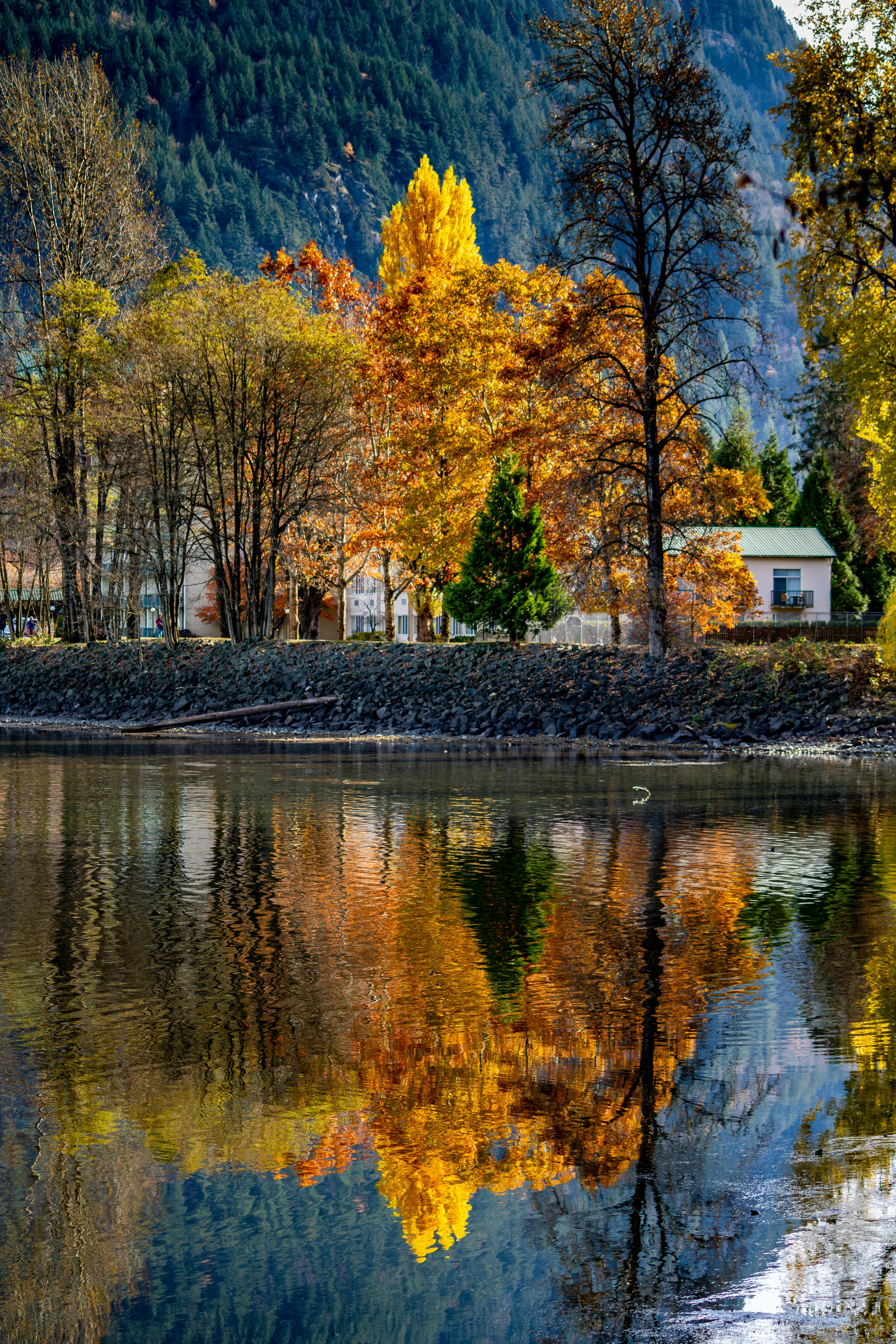 white and brown house near brown trees and river during daytime