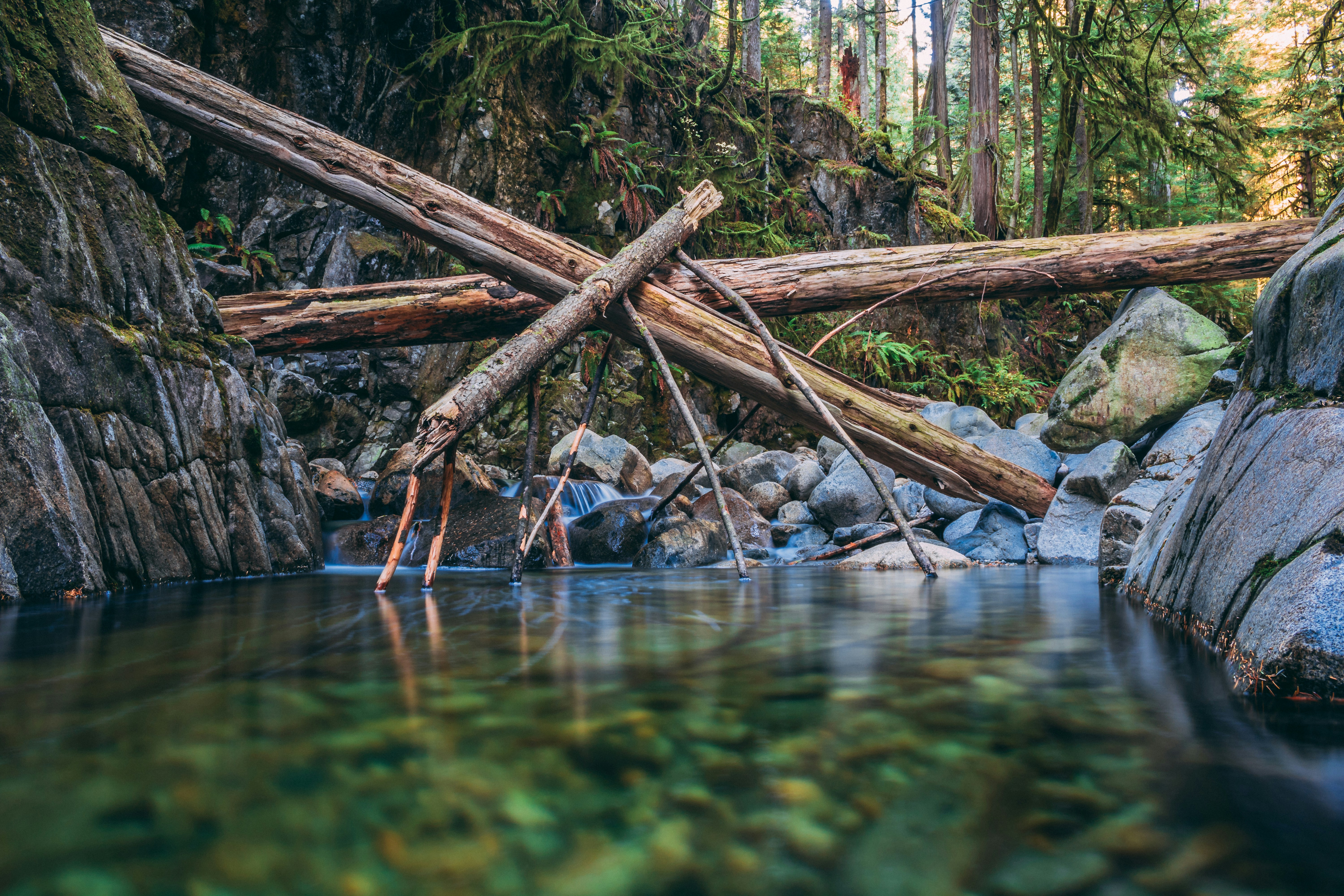 Brown tree log on river photo – Free Forest Image on Unsplash