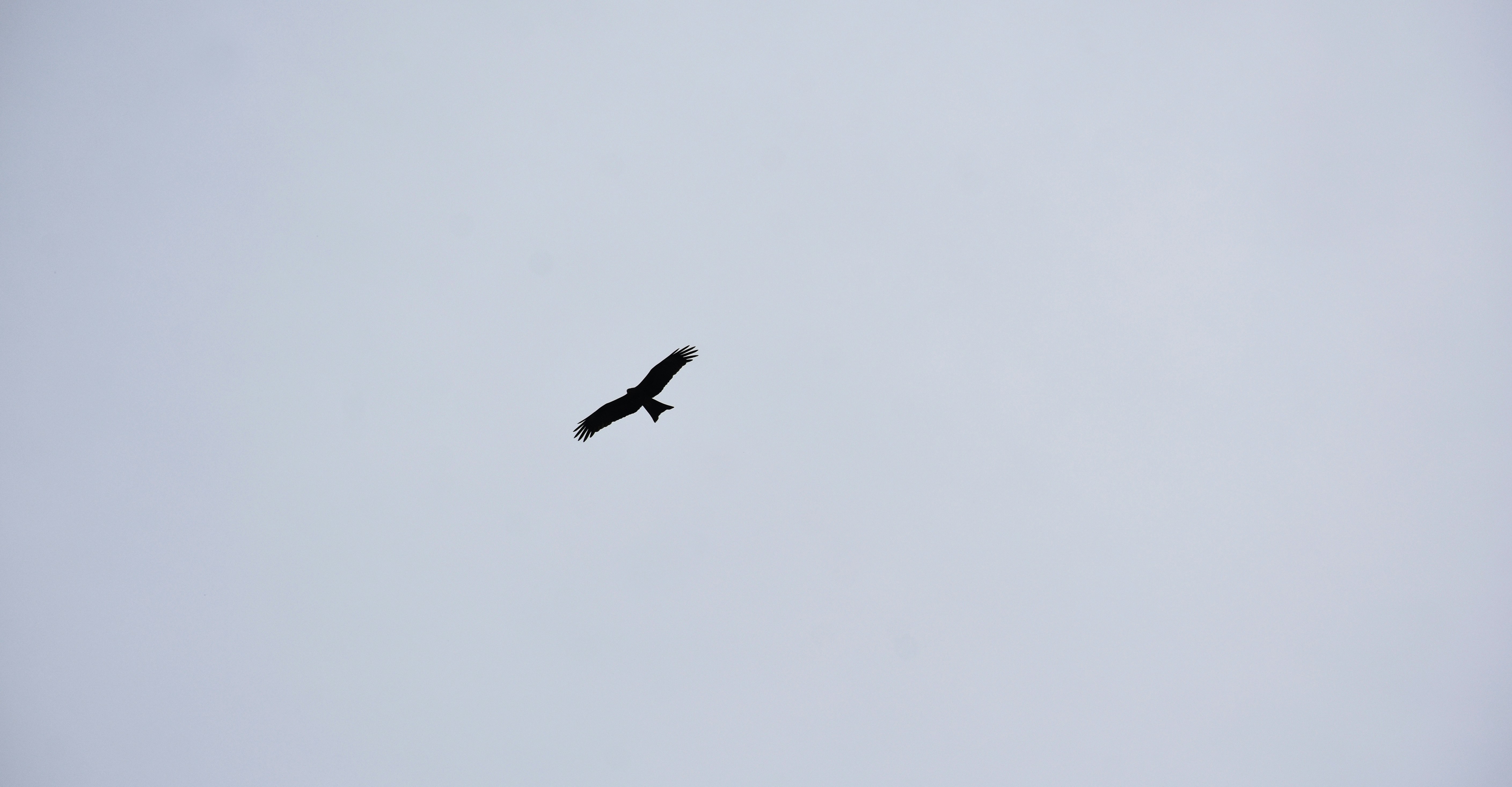 A solitary eagle glides gracefully across a gray sky, embodying freedom and strength.