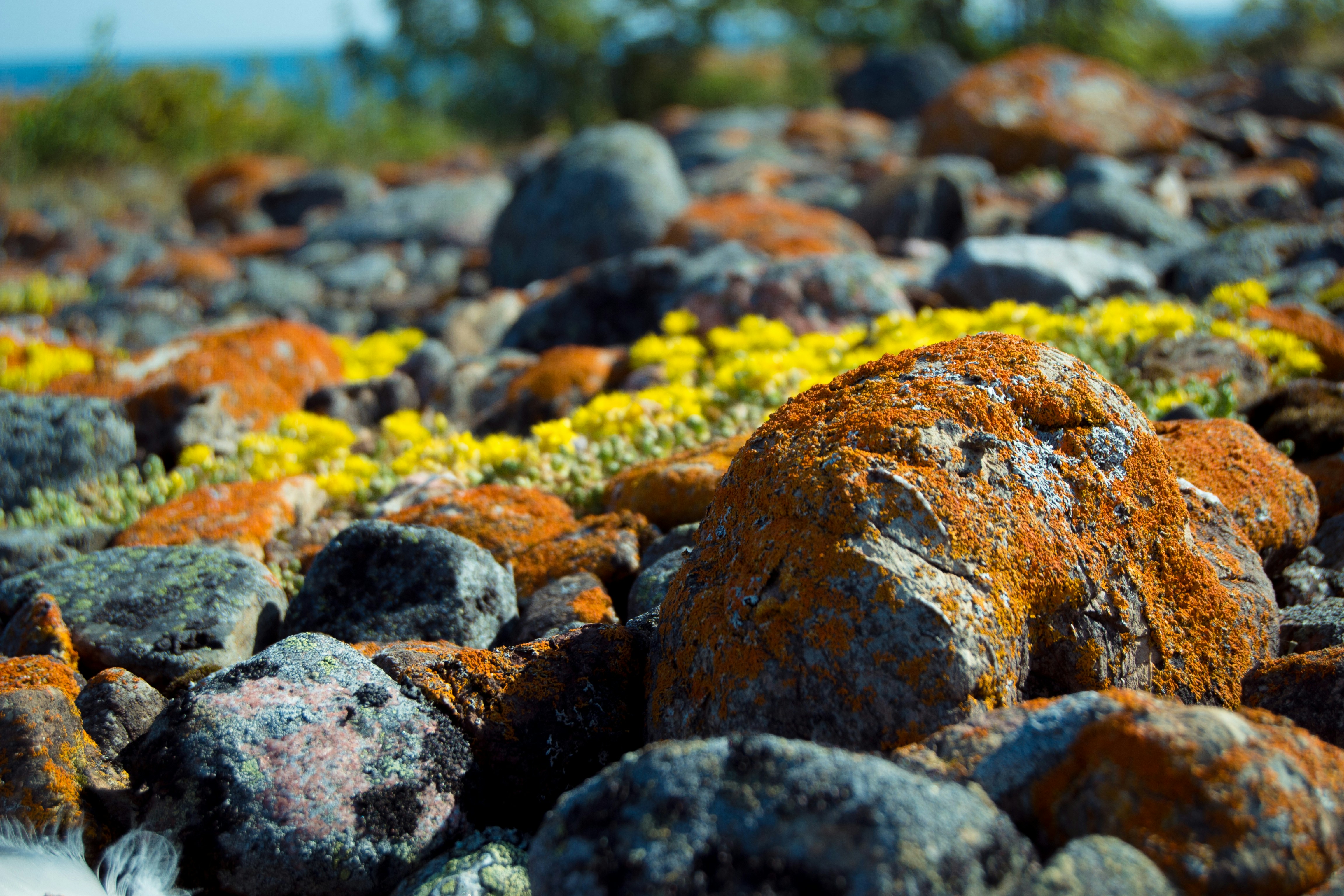 Stone garden along the shore: lava rocks, orange lichen, and bright yellow blooms