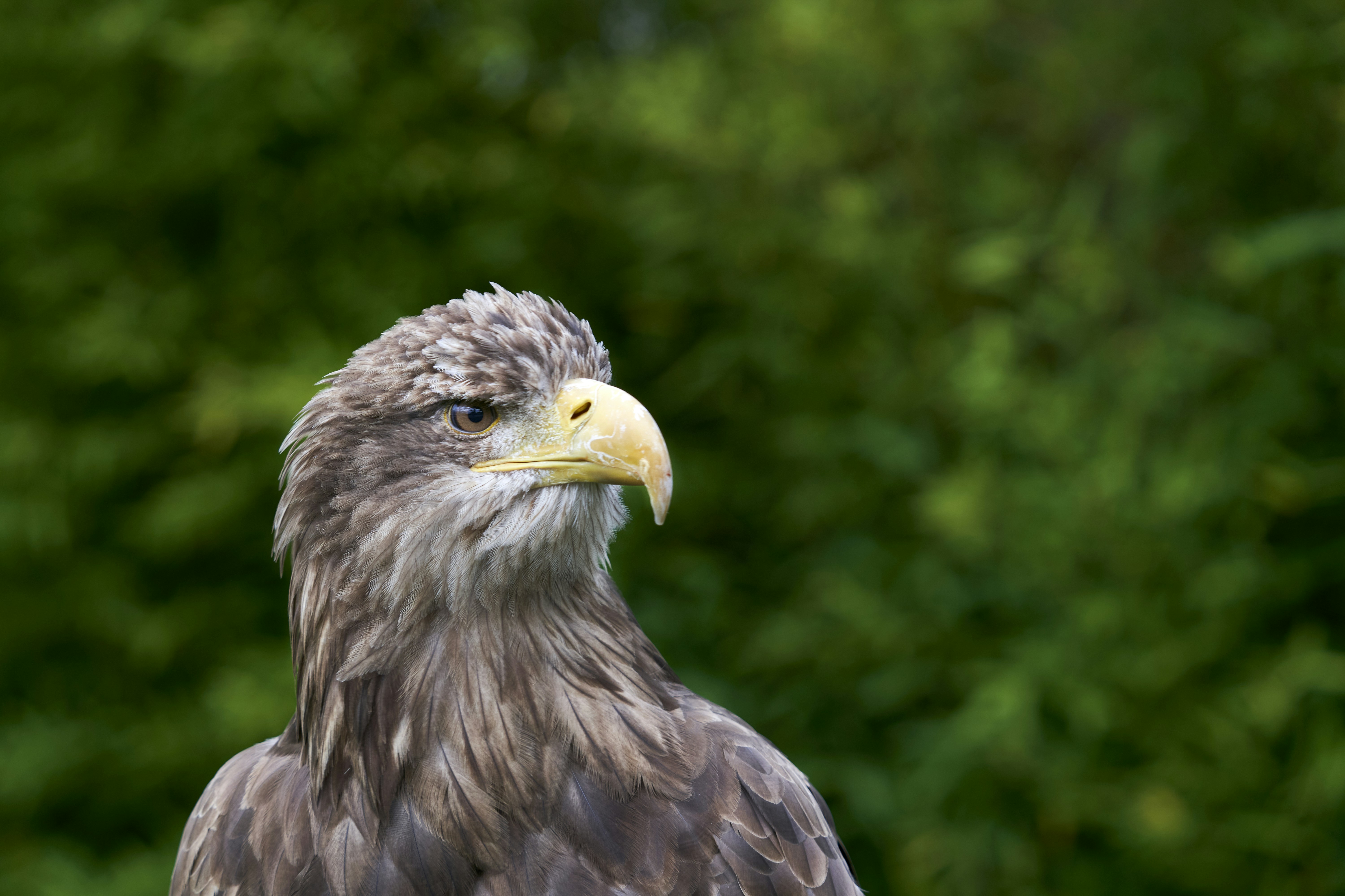 Eagle Face Pictures | Download Free Images & Stock Photos on Unsplash