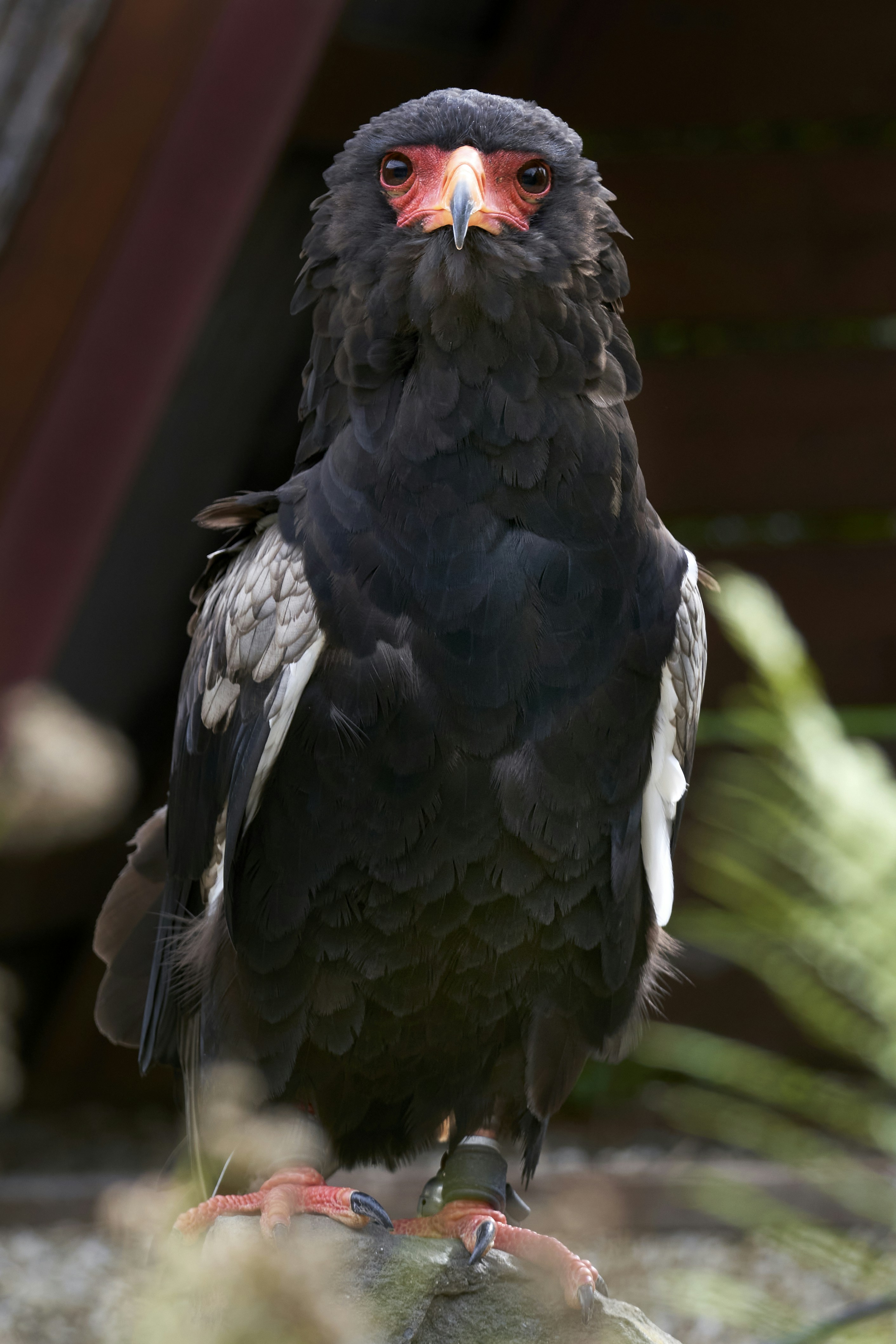 Bird Face Pictures | Download Free Images on Unsplash