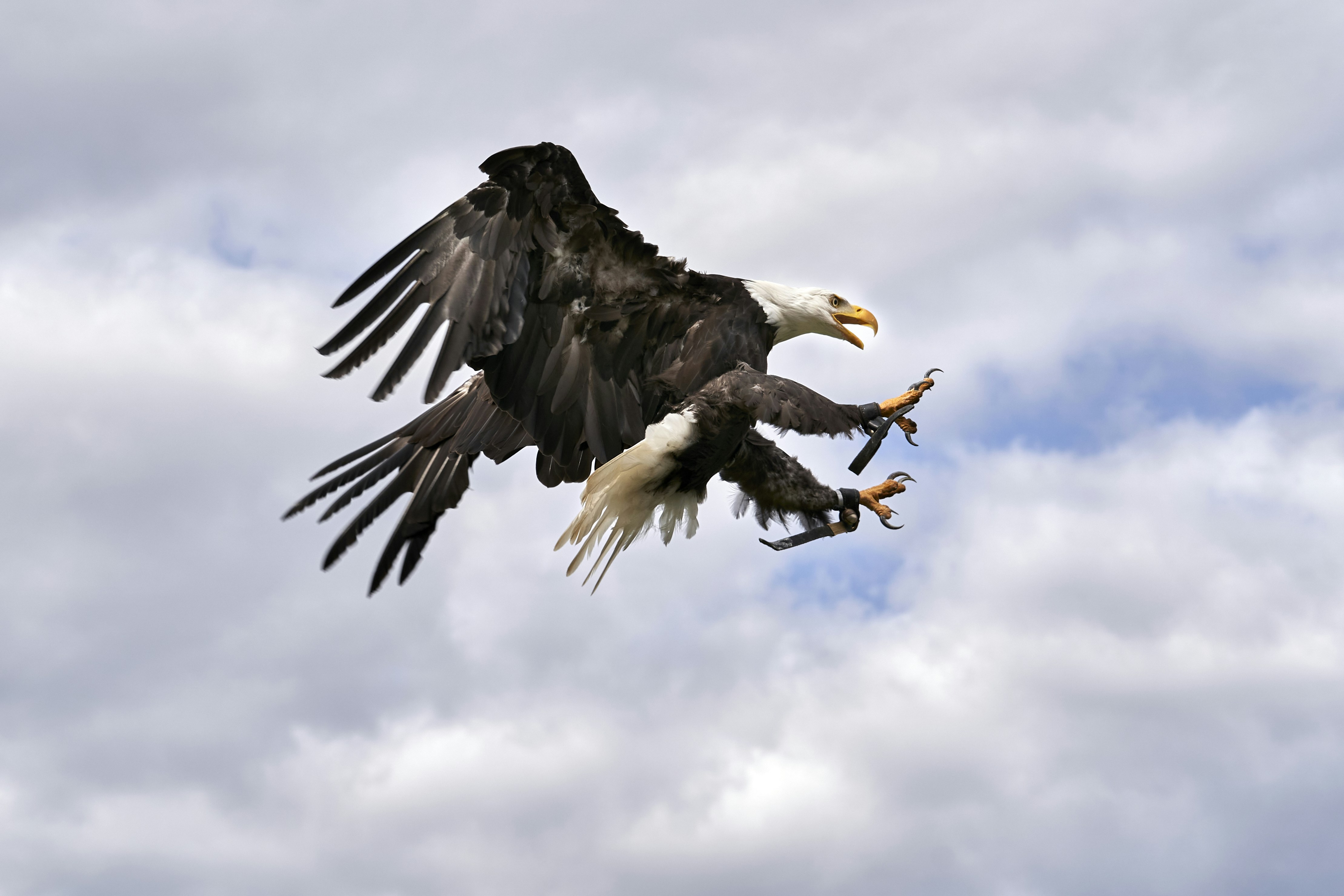 Black and white eagle flying under white clouds during daytime photo ...