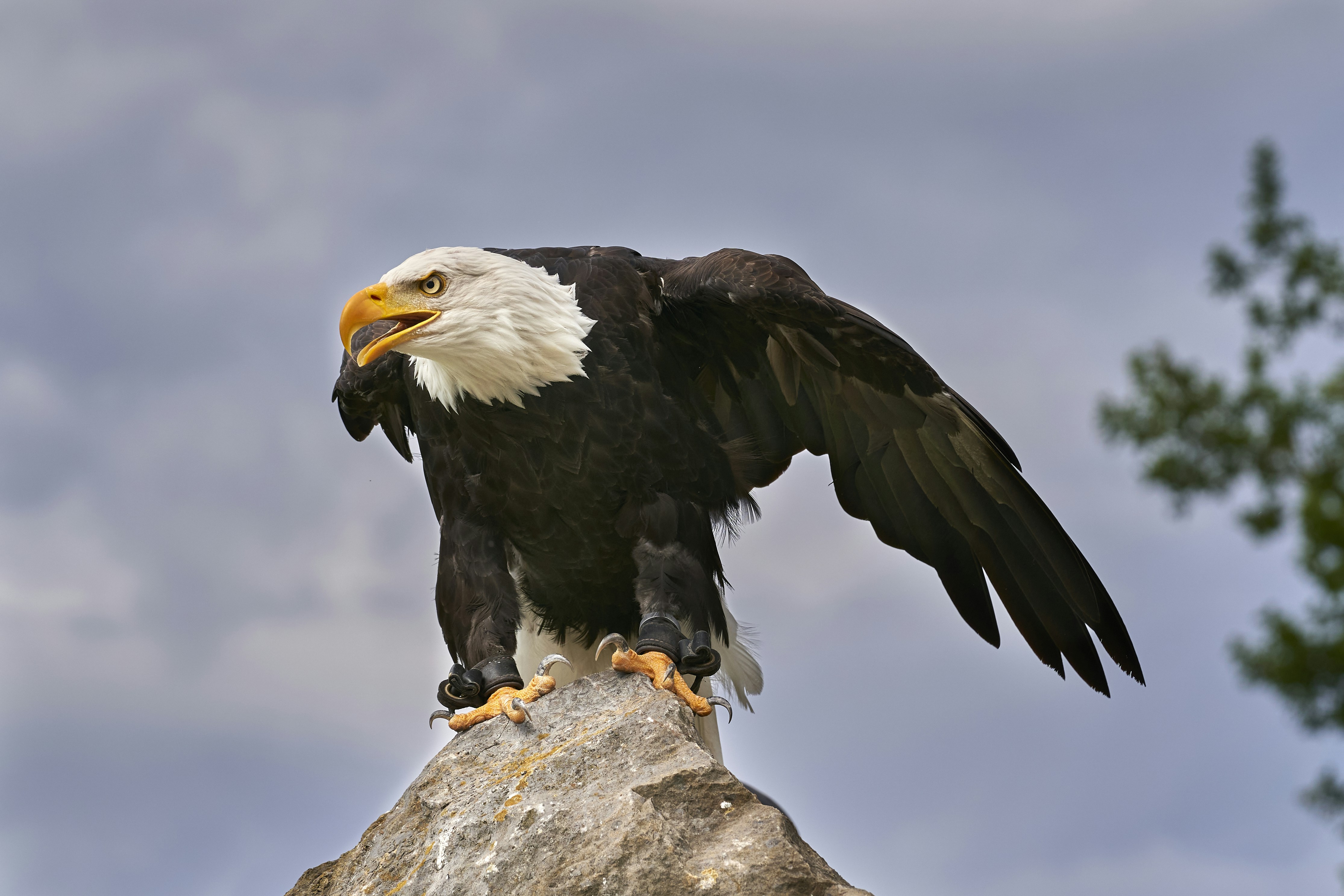White Eagle Bird Flying