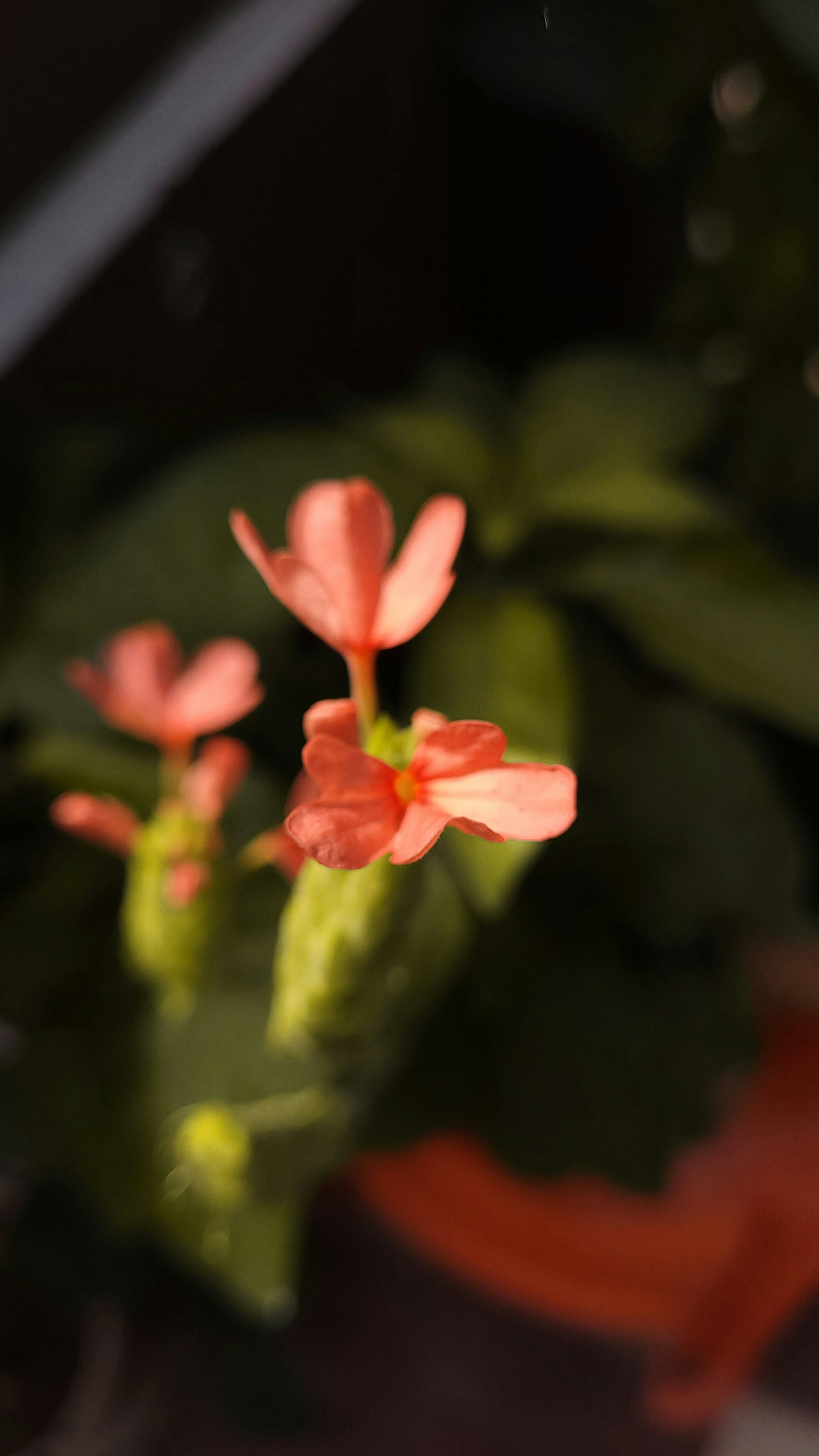 red flower in tilt shift lens