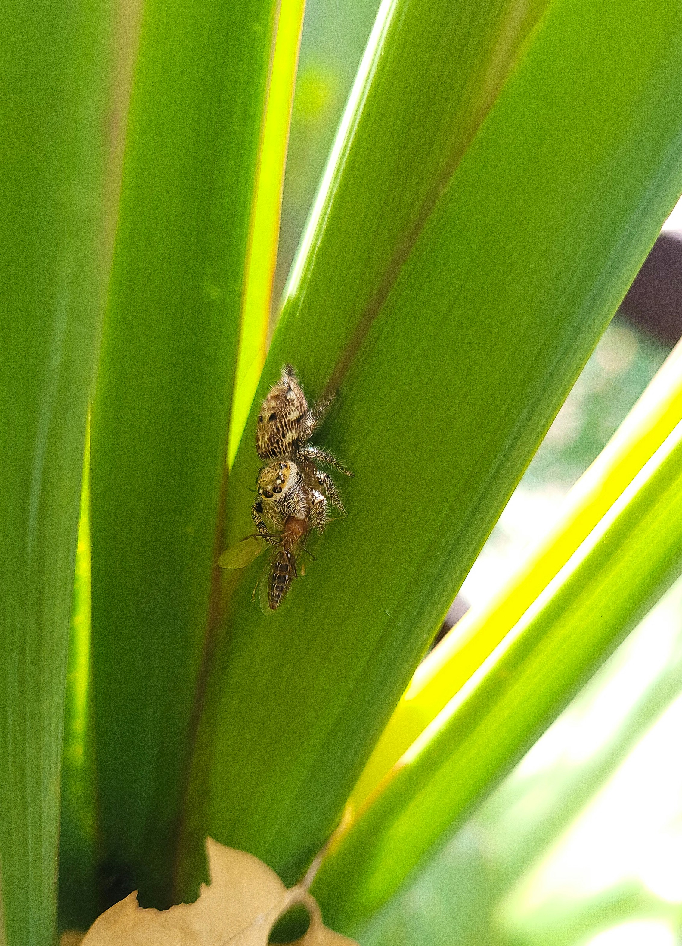 brown and black bee on green leaf