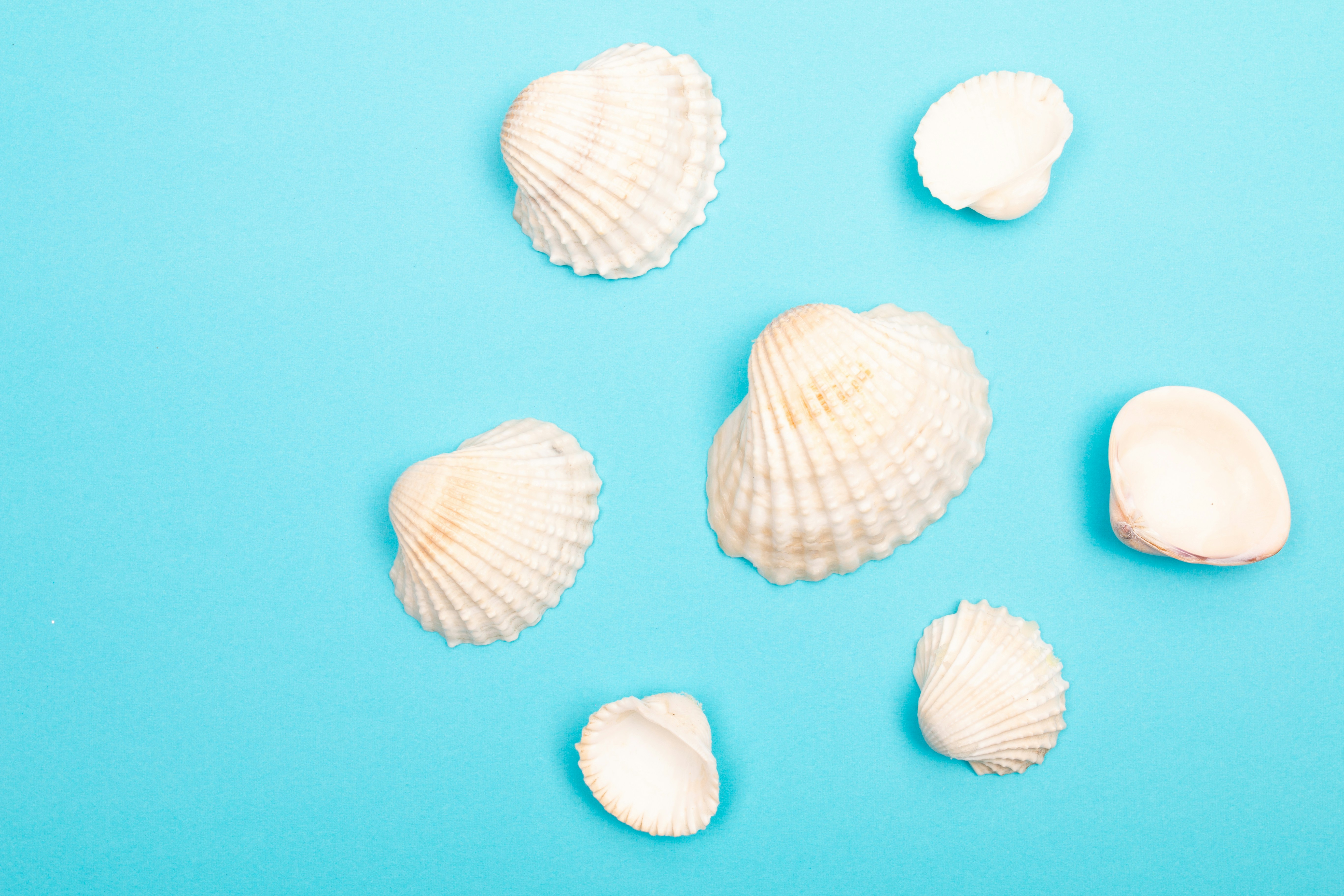 White and brown seashell on blue surface photo – Free Seashell Image on ...