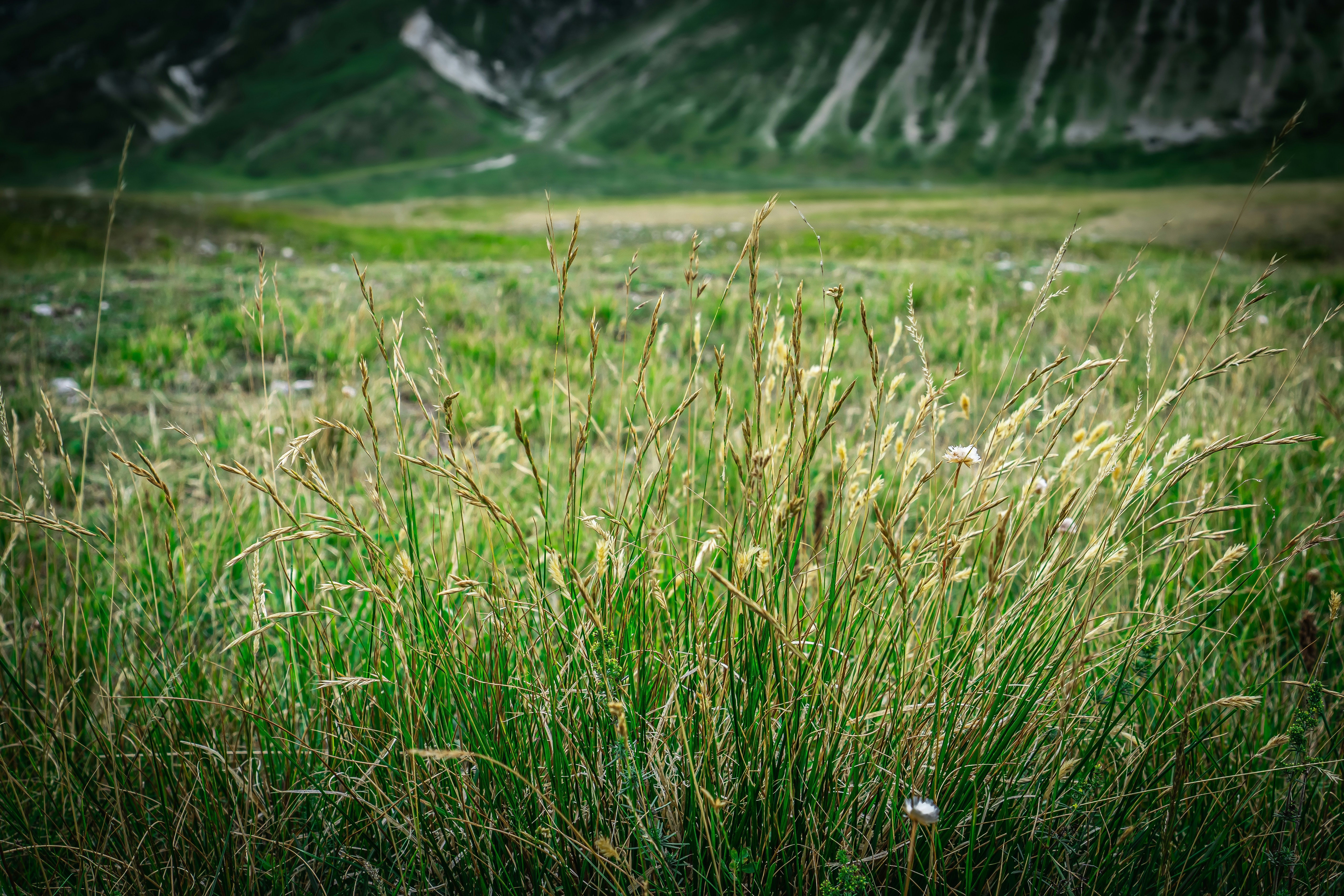 Foreground Grasses in Focus: A Quiet Valley Framed by a Distant Ridge