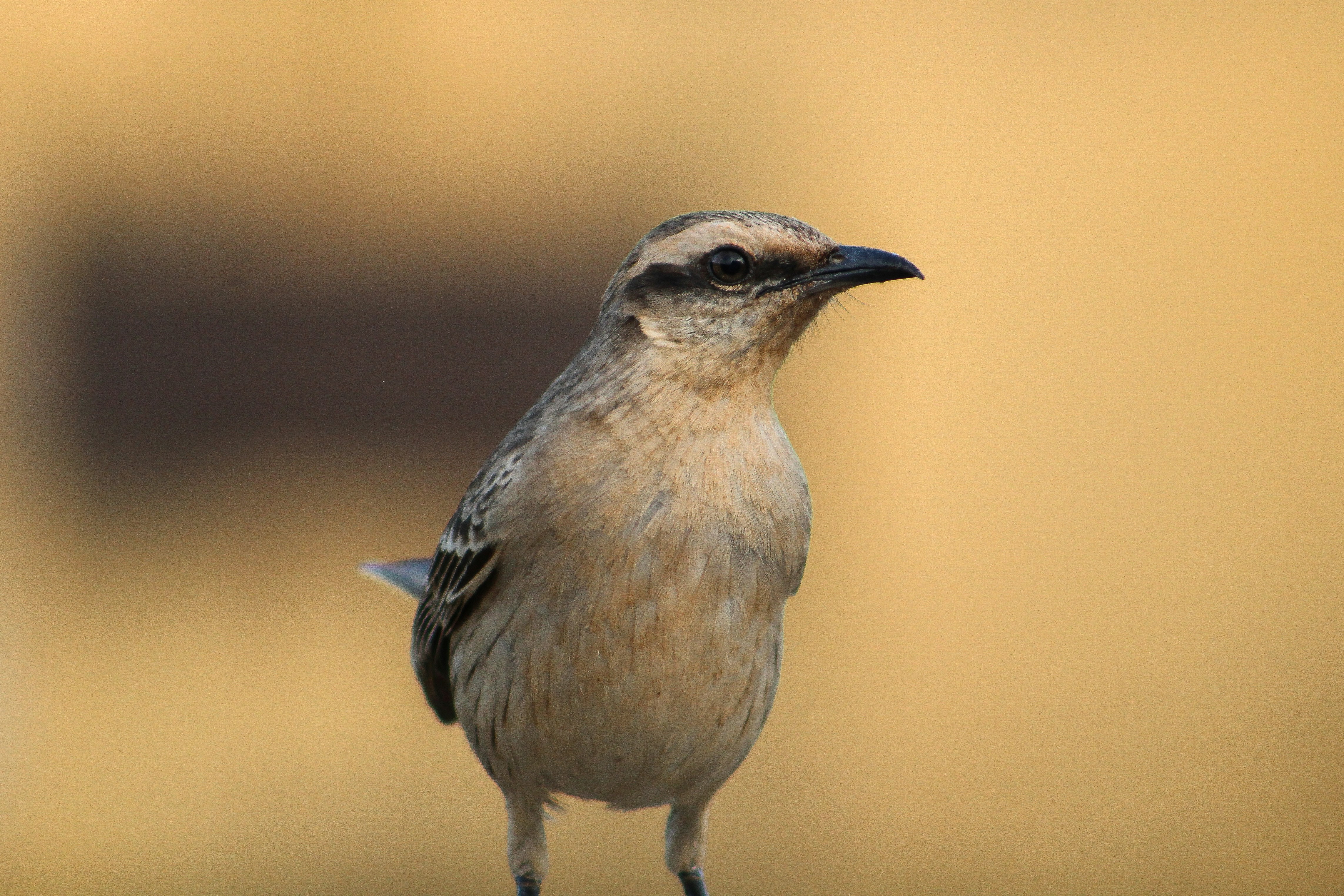 Close-up of a bird with subtle brown and cream plumage, set against a softly blurred yellow backdrop.
