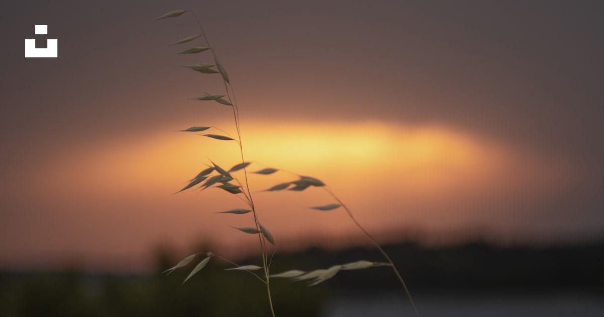 Green Grass Near Body Of Water During Sunset Photo Free Pula Image On
