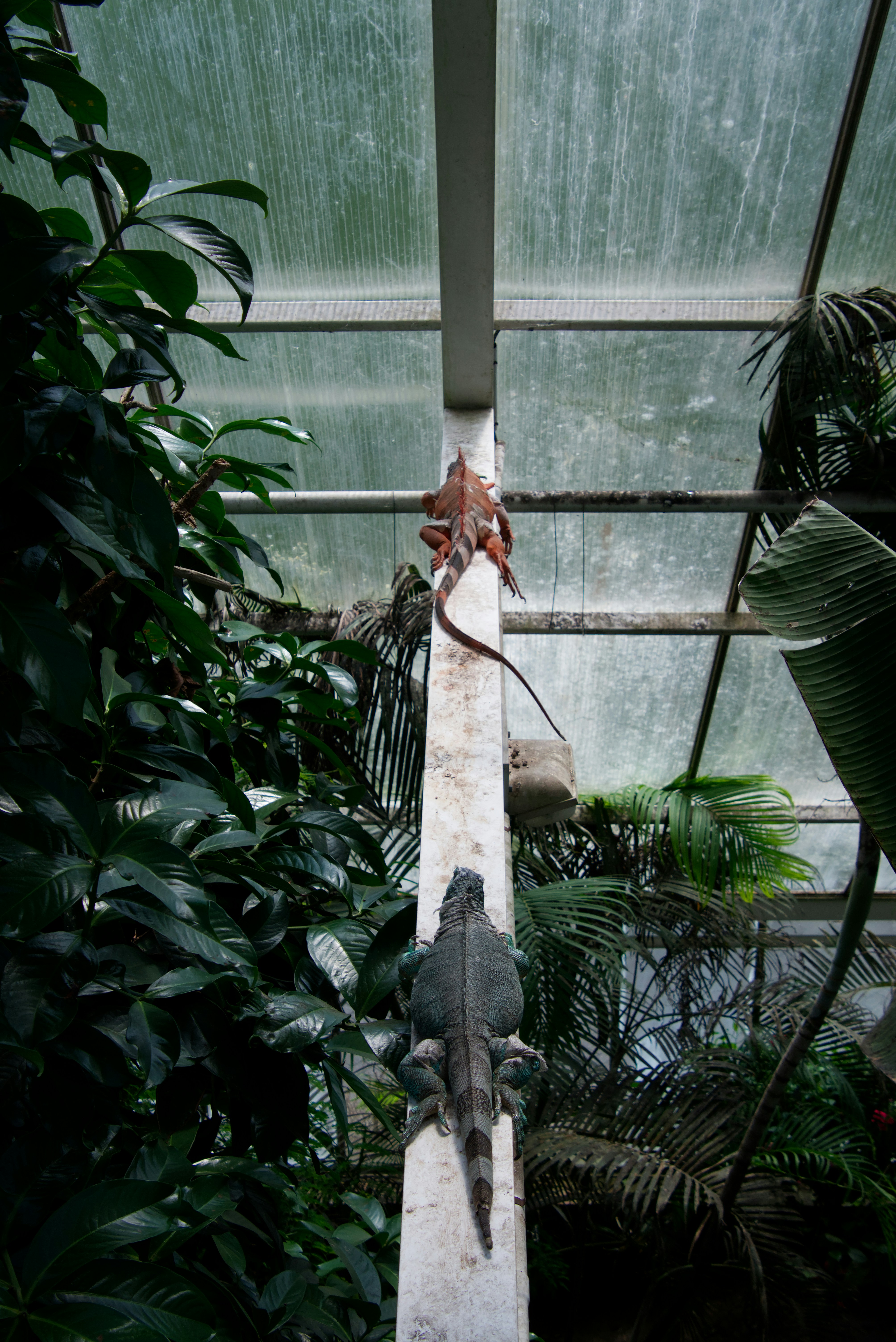 Lizard Clings to a Weathered Rail Amid a Glasshouse Jungle