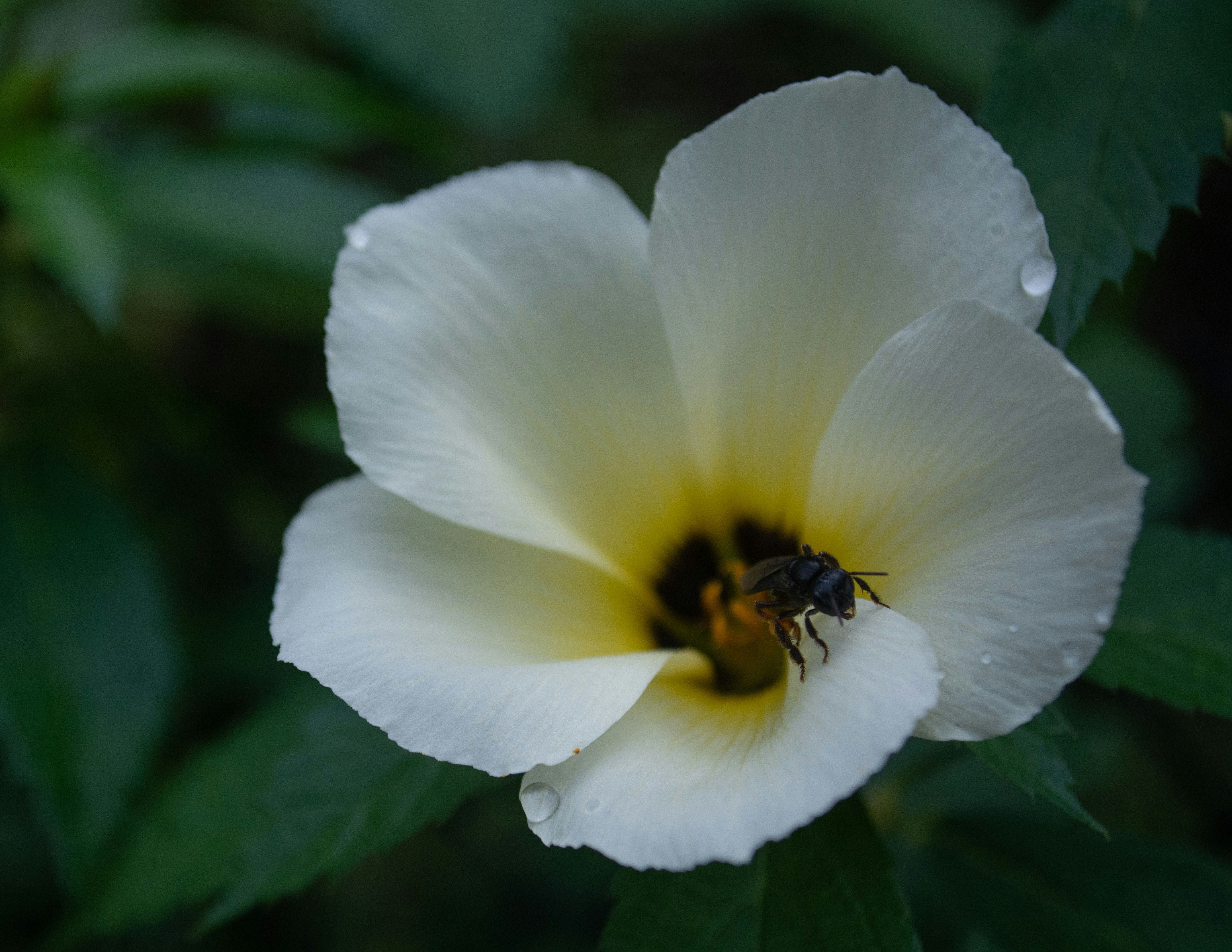 Bee at the Heart of a Cream-White Bloom