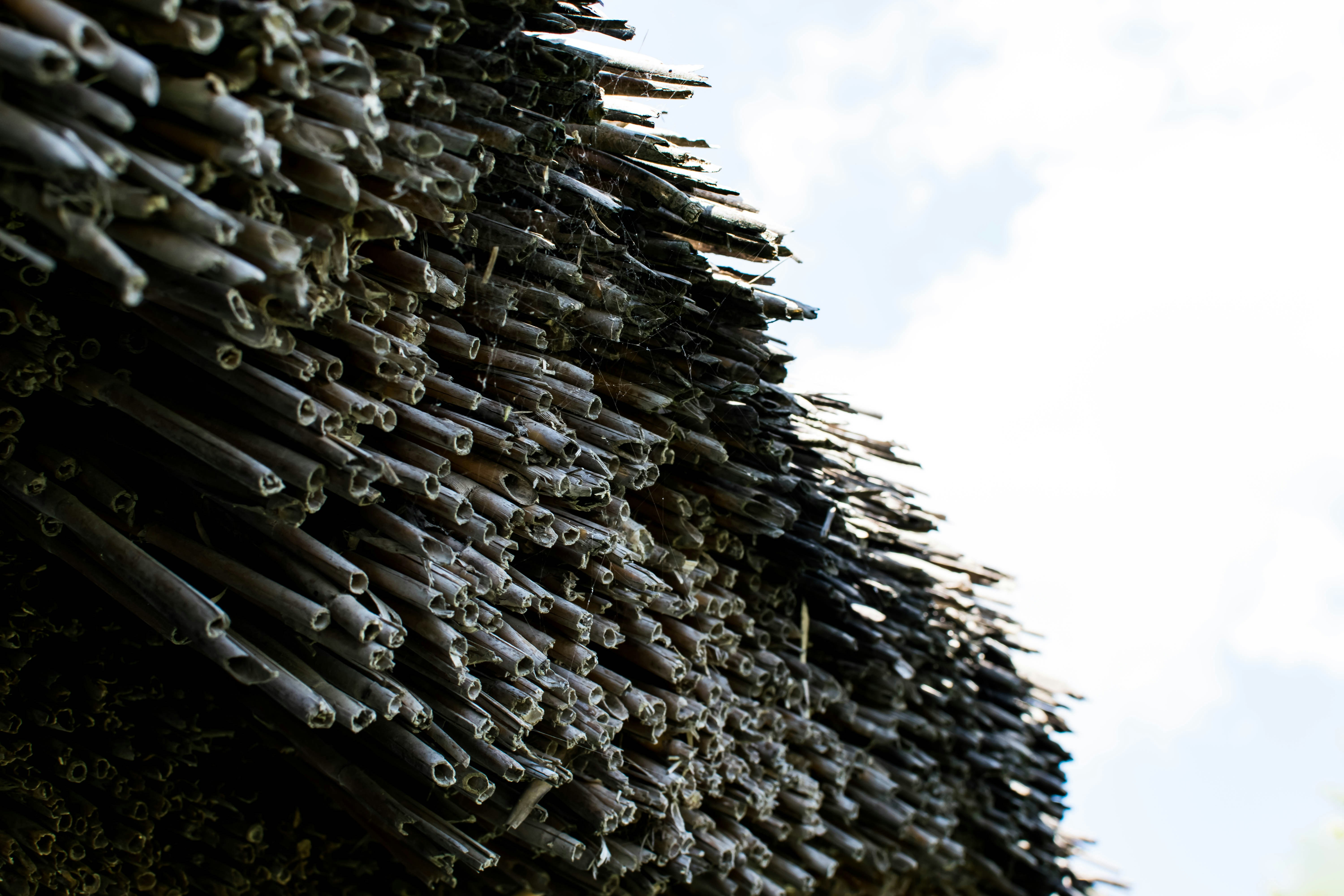 Tangled Bamboo Tubes: A Textured Wall Reaching Toward the Sky
