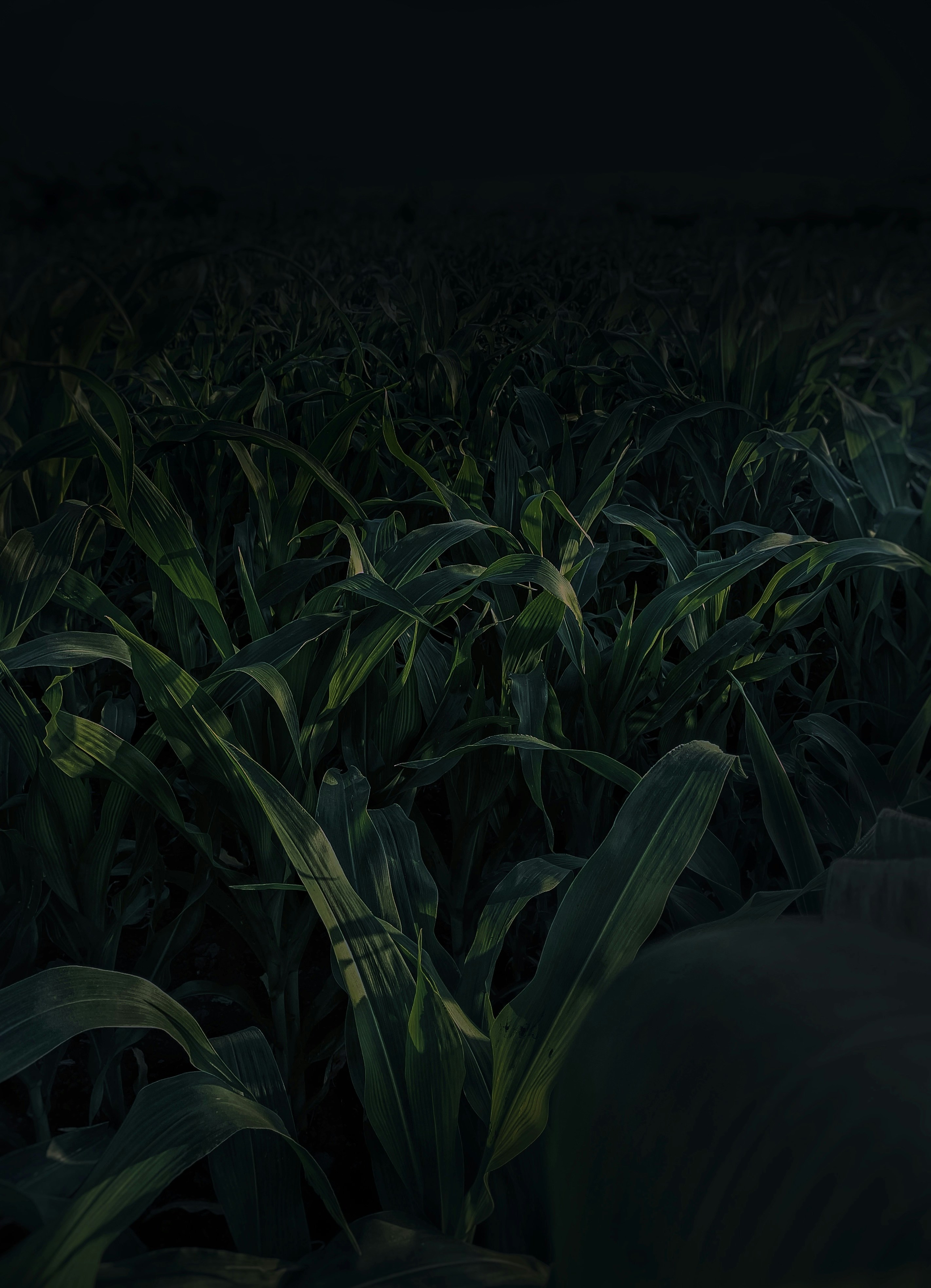 Midnight Field: Leaves Toward the Horizon
