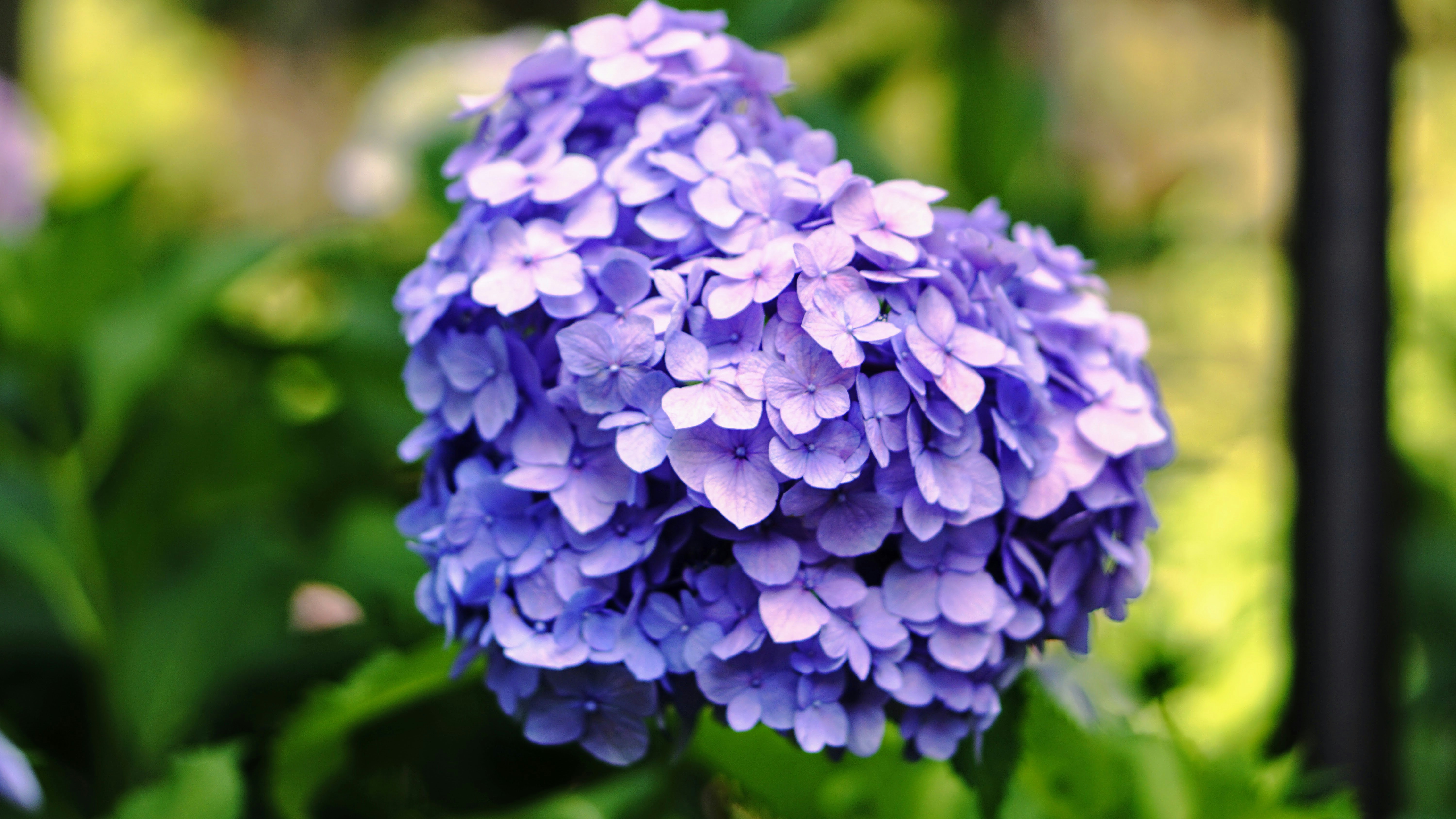 Vibrant purple hydrangea blooms amid lush greenery.