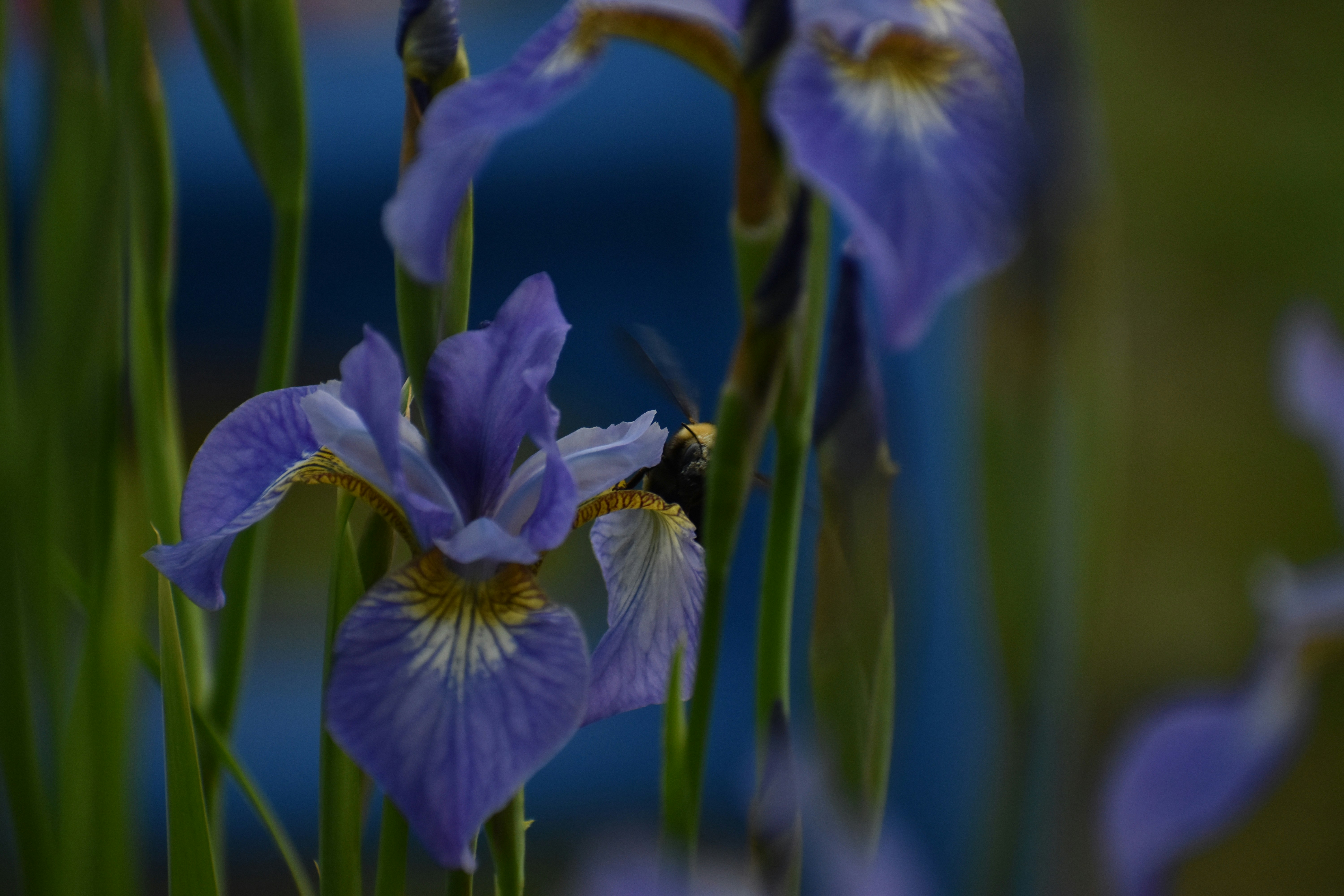 Quiet Bloom: Violet Irises with Deep Blue Backdrop
