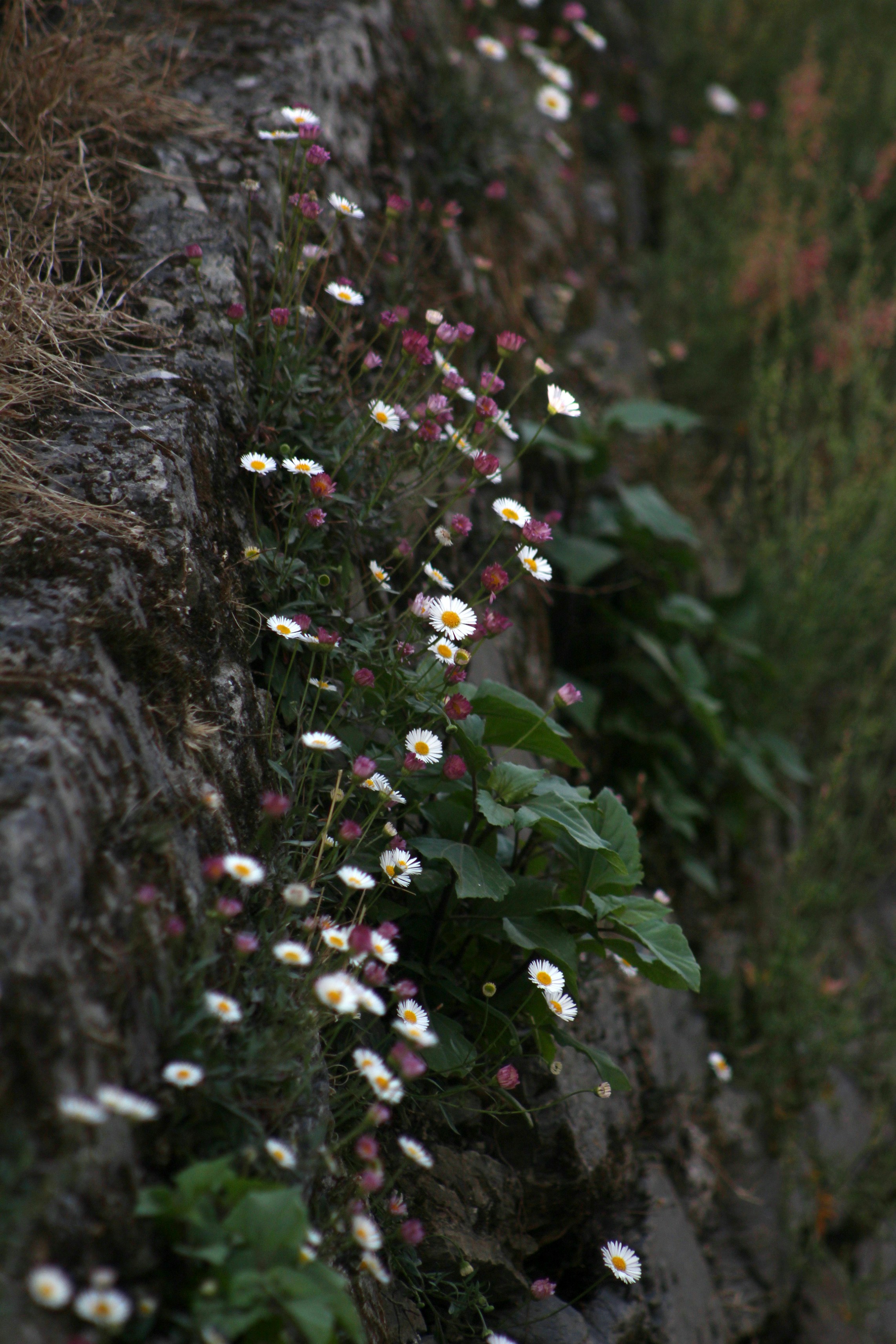 White daisies