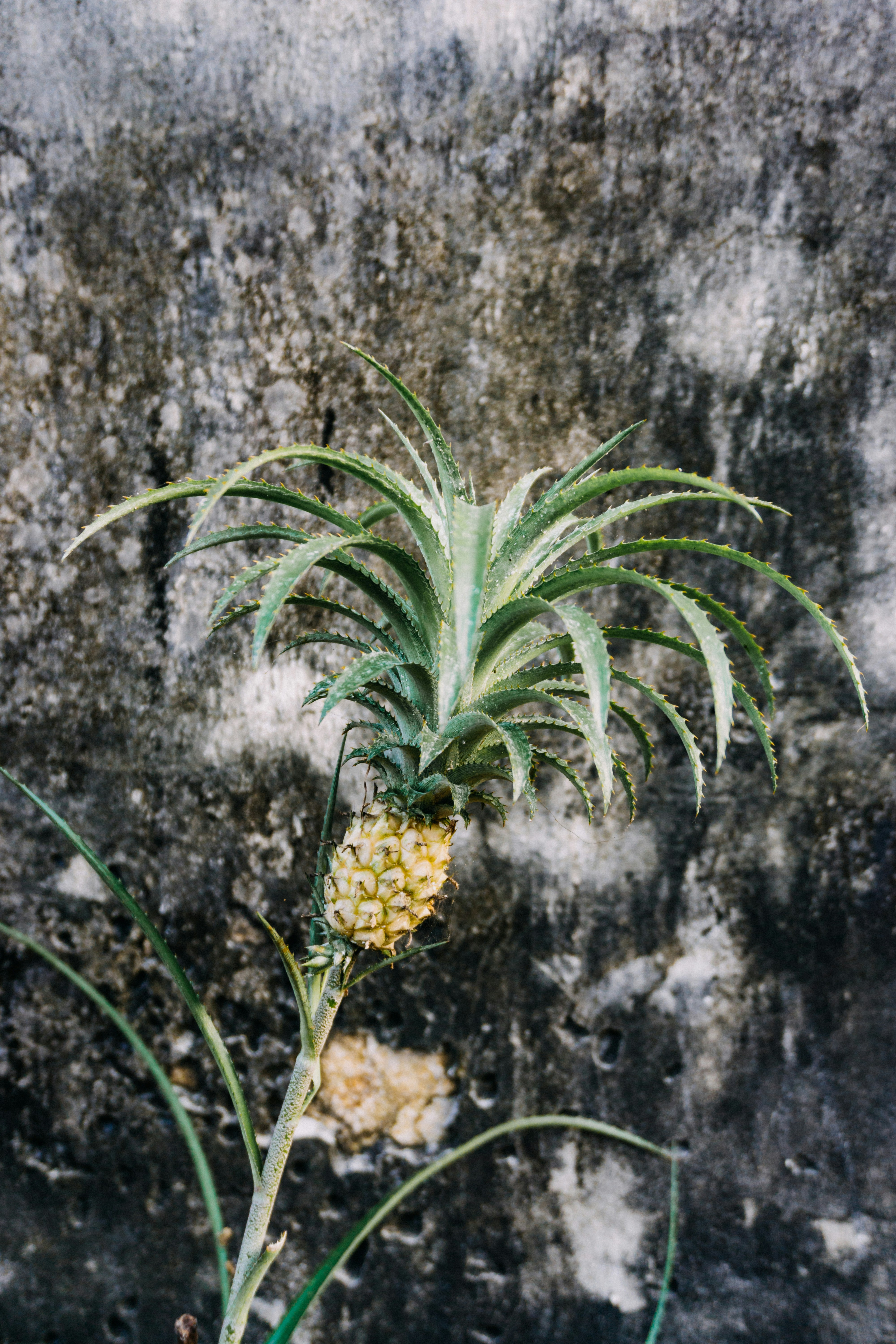 pineapple fruit on black concrete wall