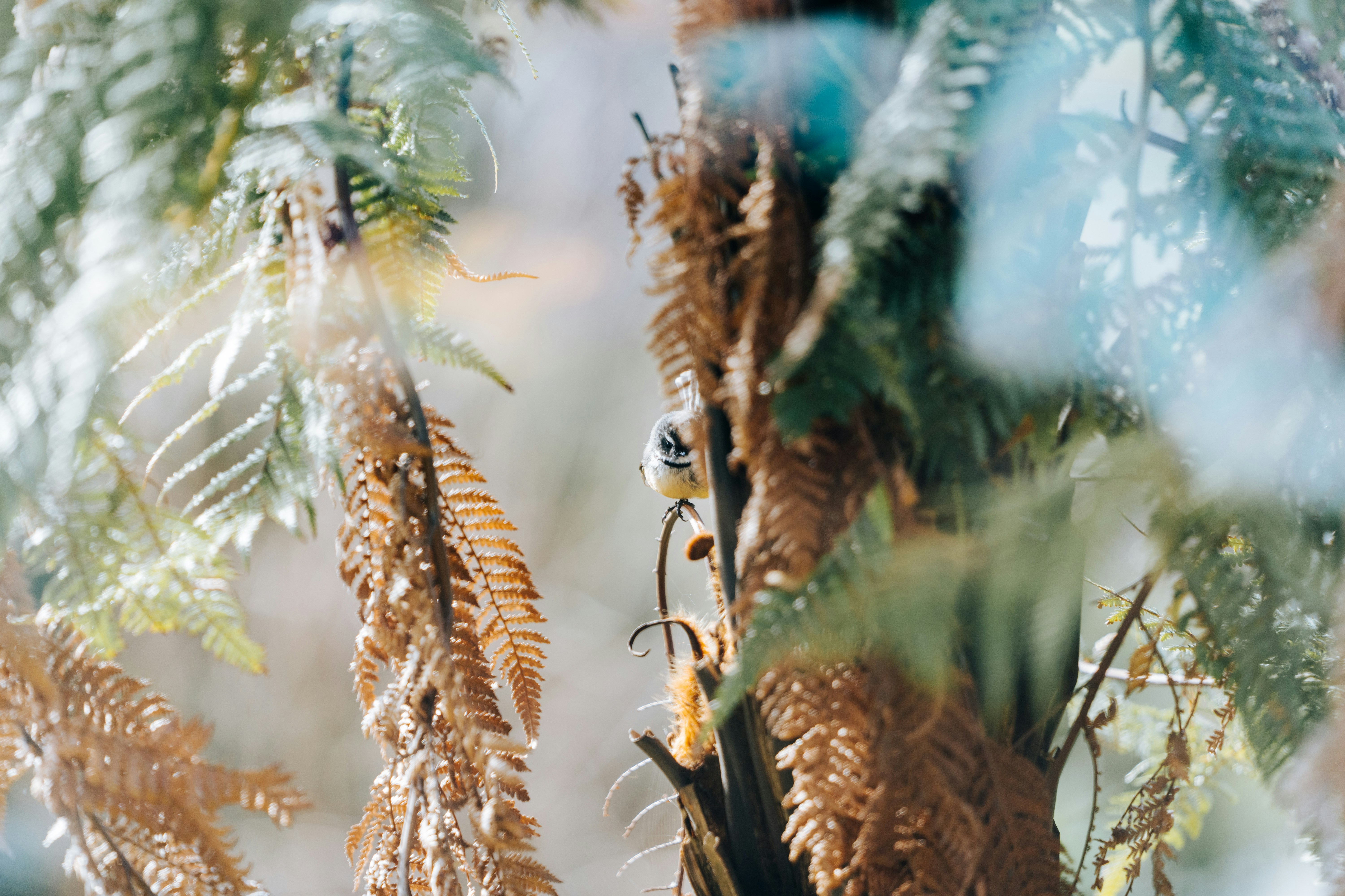 A small bird peeks through golden ferns, surrounded by a soft blur of greenery. The scene captures the essence of wildlife camouflaged in its natural habitat.