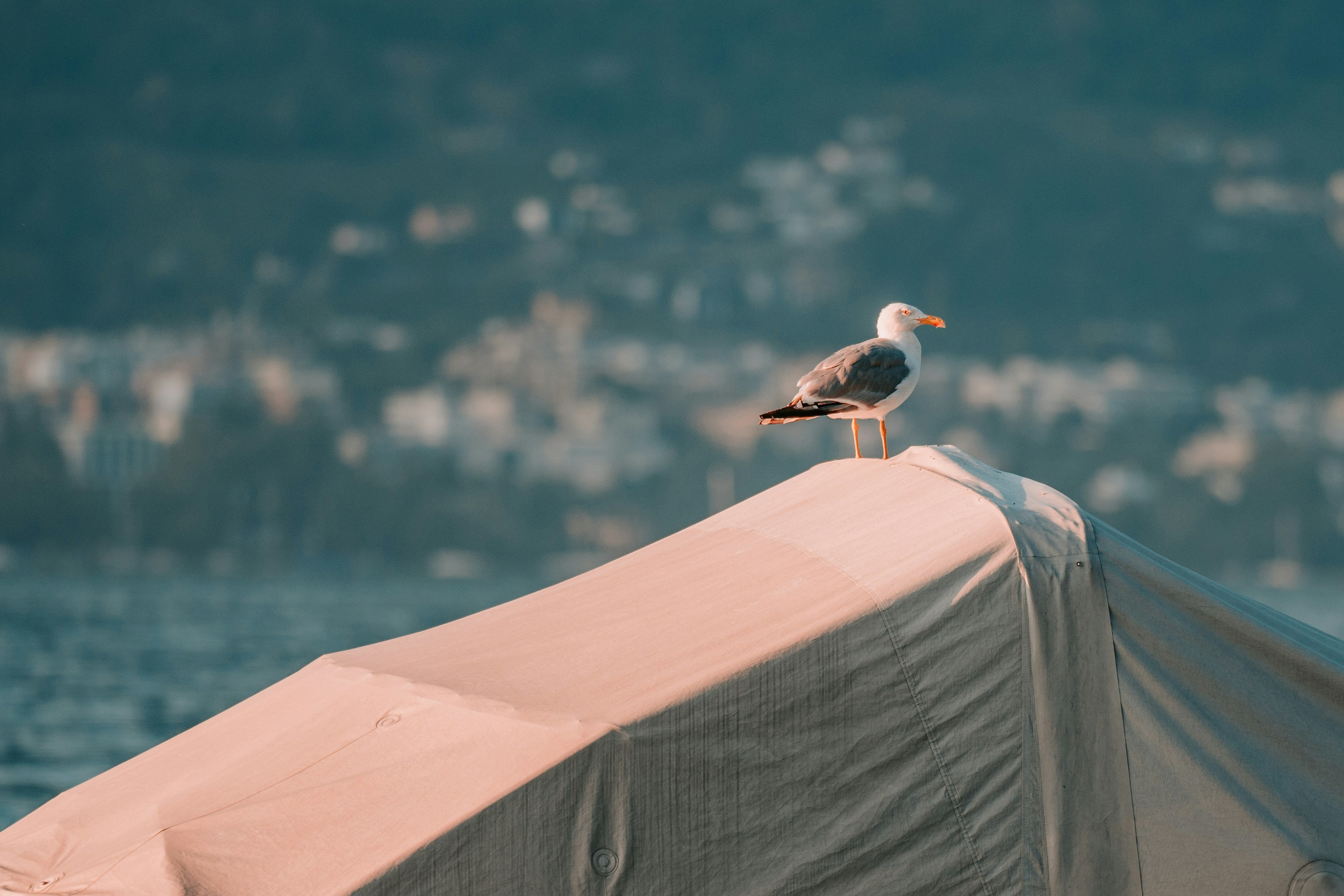 Harbor Sentinel: Seagull Perches on a Sunlit Tent Crest