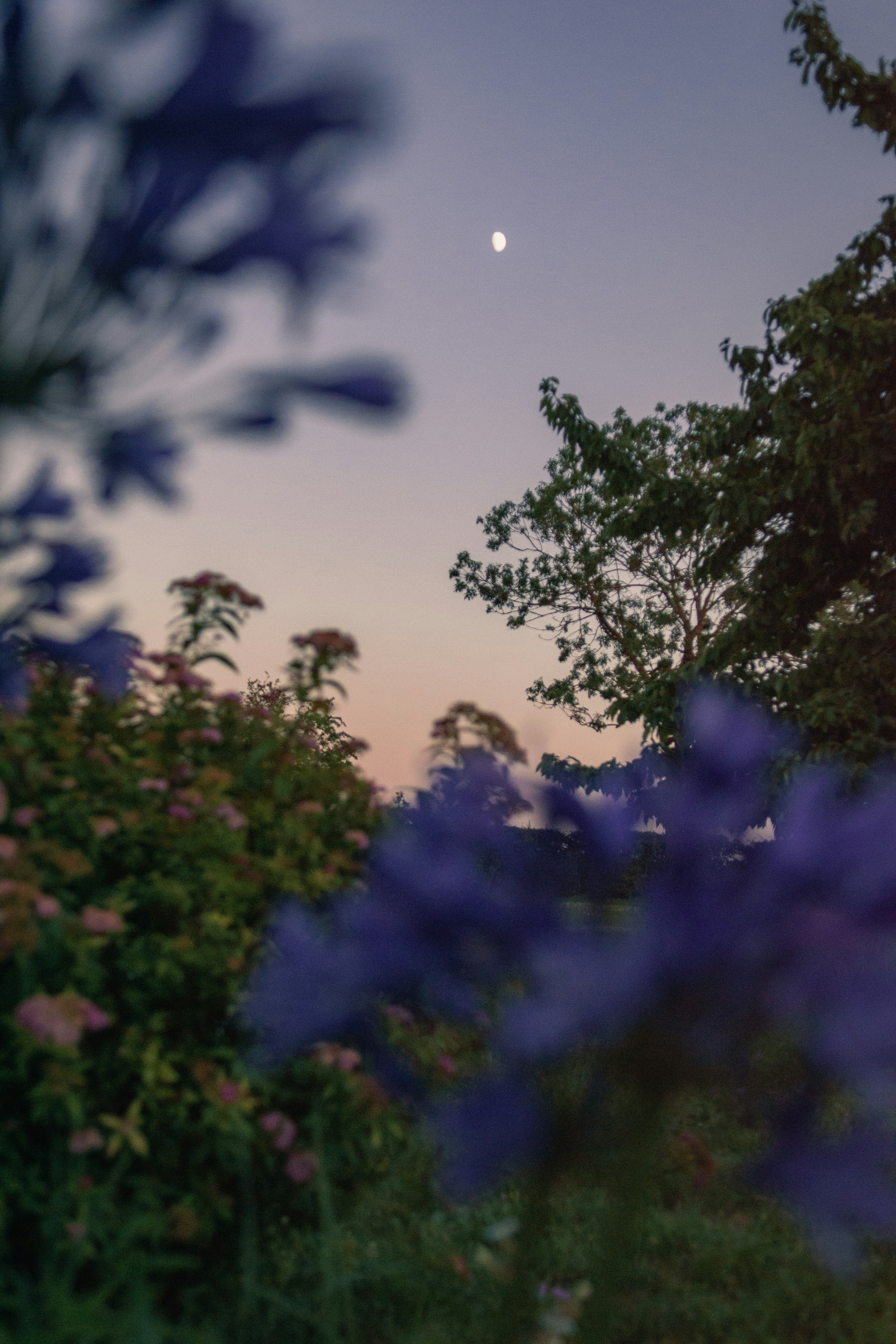 Crescent Moon Over a Velvet Garden at Dusk