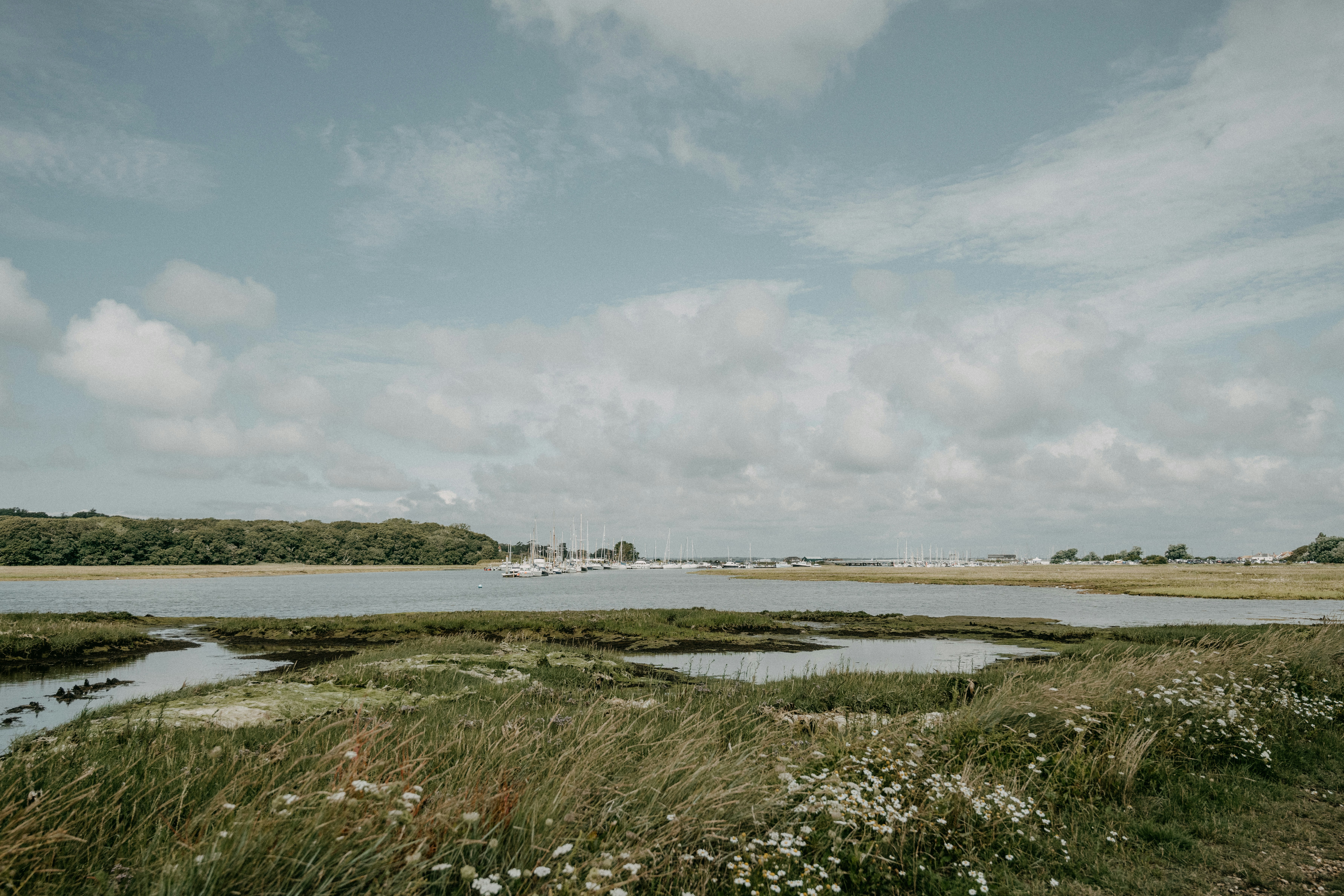 Vast marshland with scattered wildflowers under a sky filled with fluffy clouds.