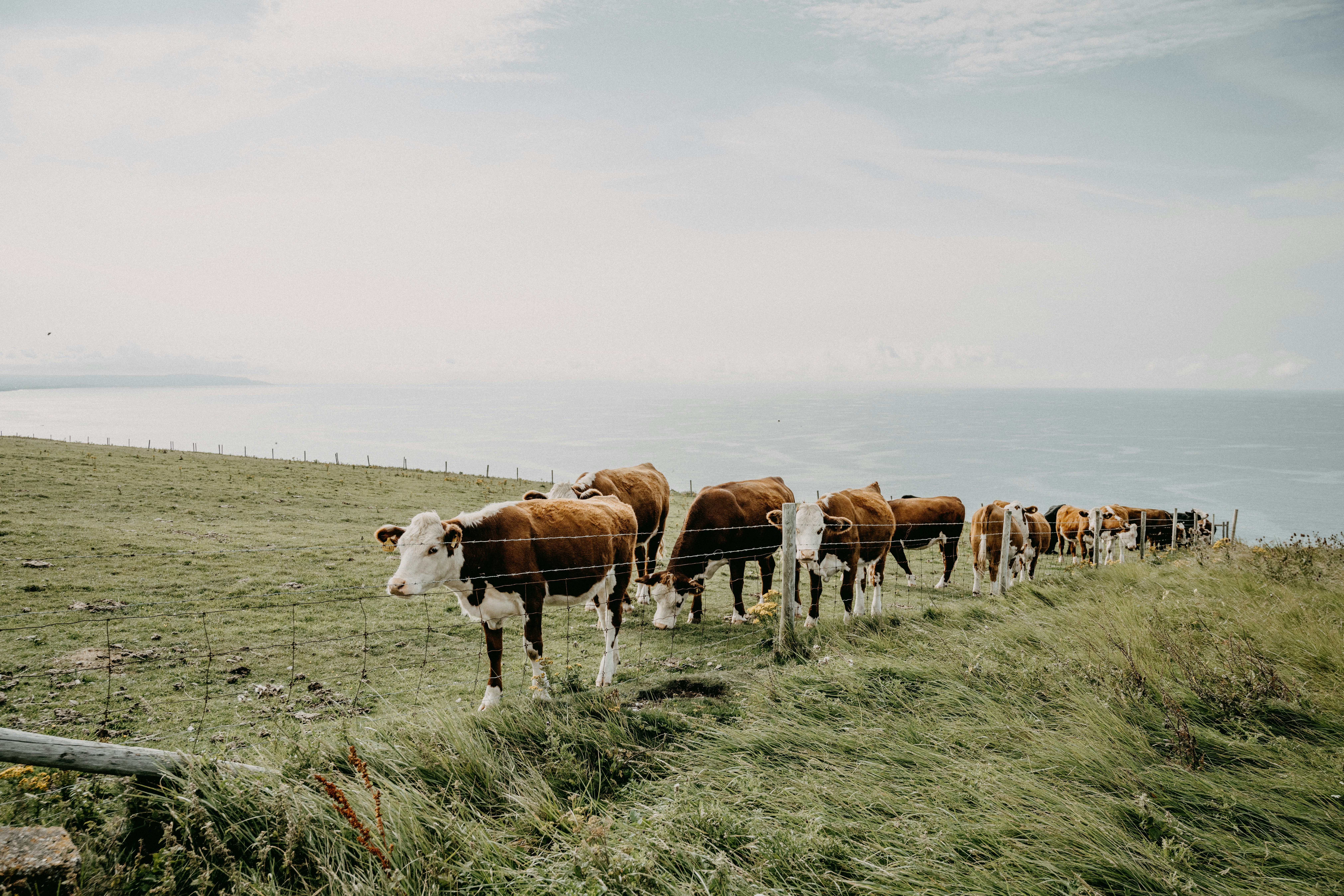 Cows grazing along a coastal hillside, with a vast ocean backdrop under a cloudy sky.