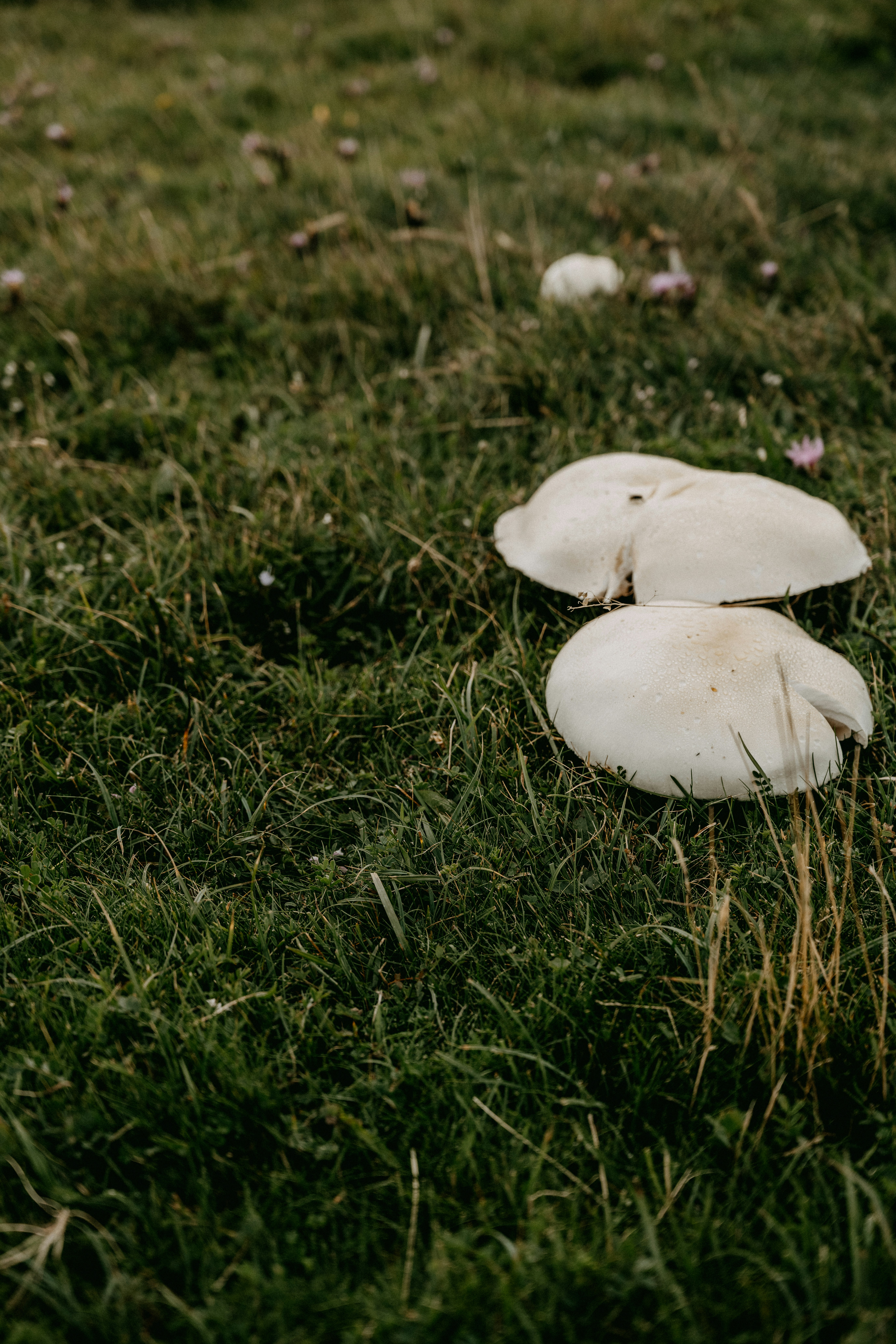 Porcelain Mushrooms on a Mossy Meadow: A Quiet Micro Scene