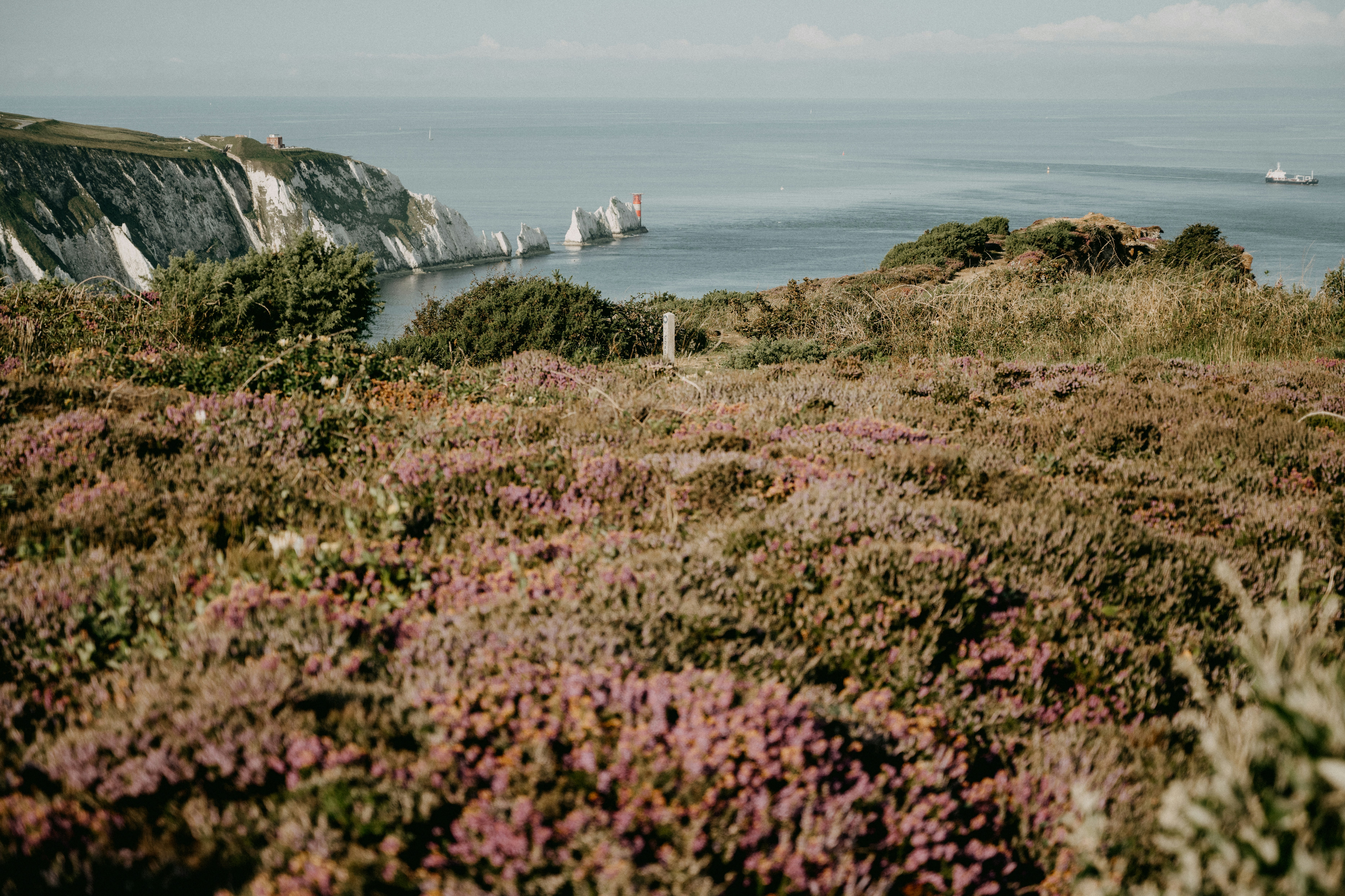 pink flower field near body of water during daytime