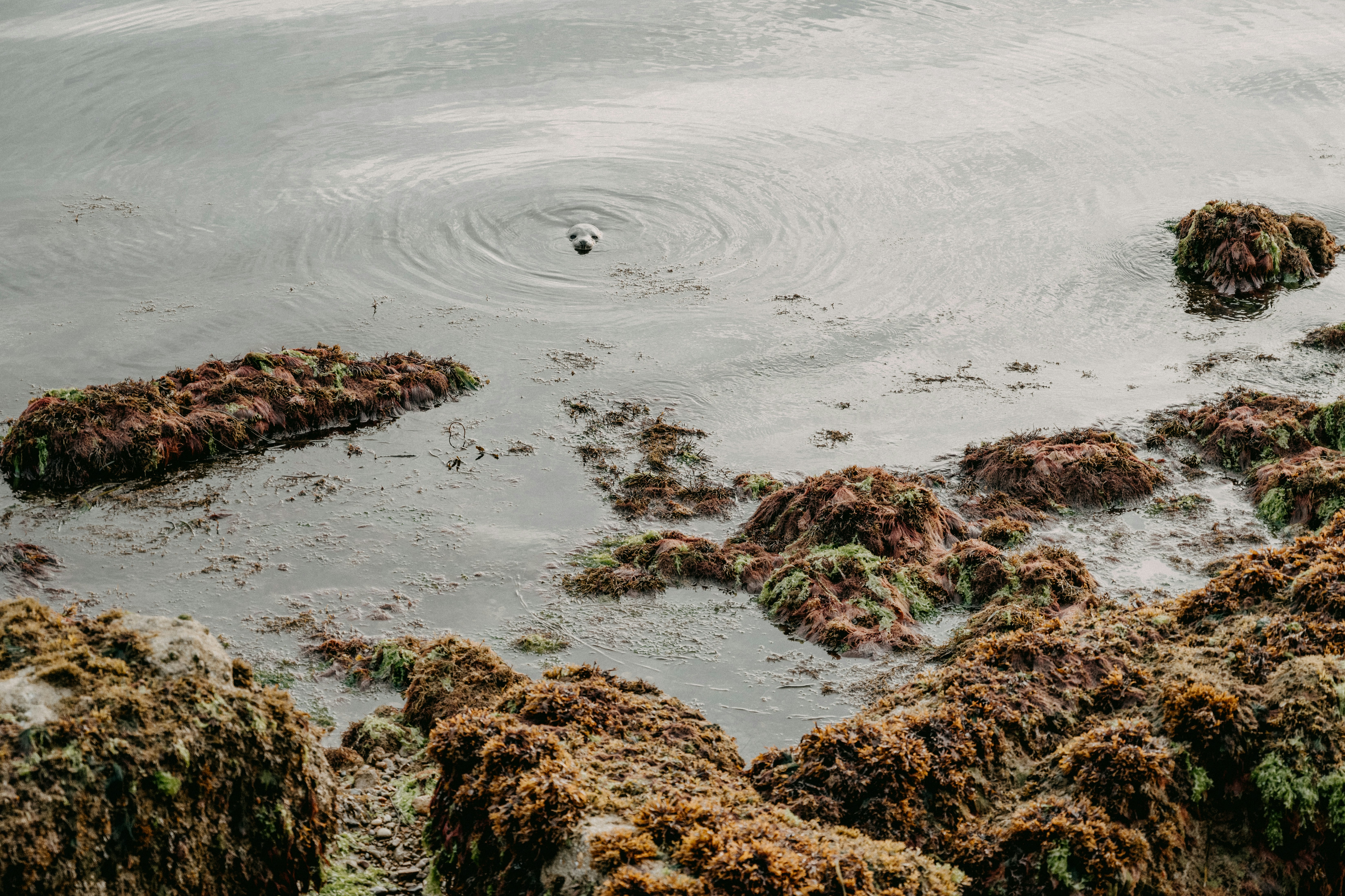 Circular Ripple Breaks Quiet at a Rock-Strewn Shore