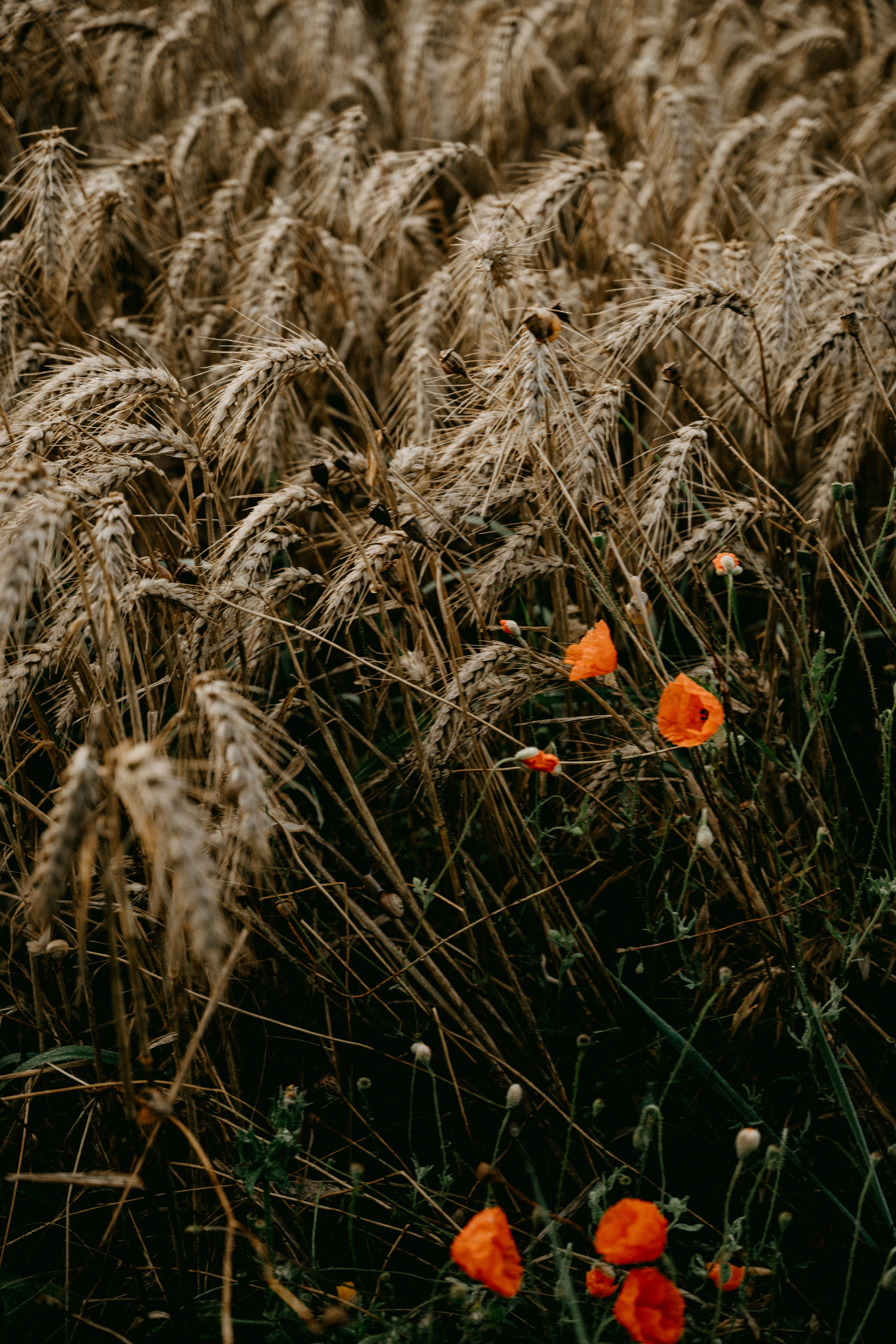 Lammas | 9 best free lamma, plant, grey and animal photos on Unsplash