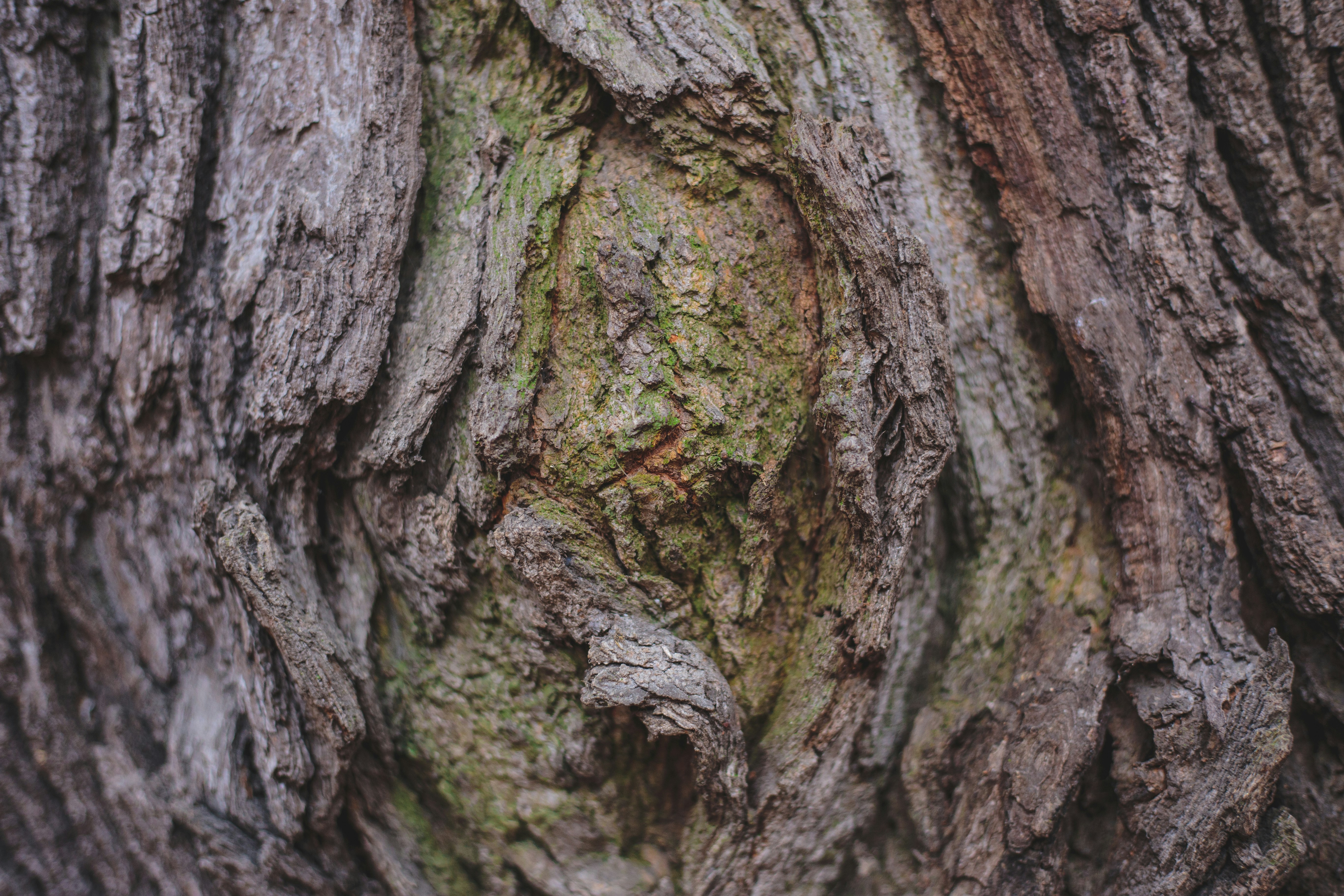 Brown and black tree trunk photo – Free Plant Image on Unsplash
