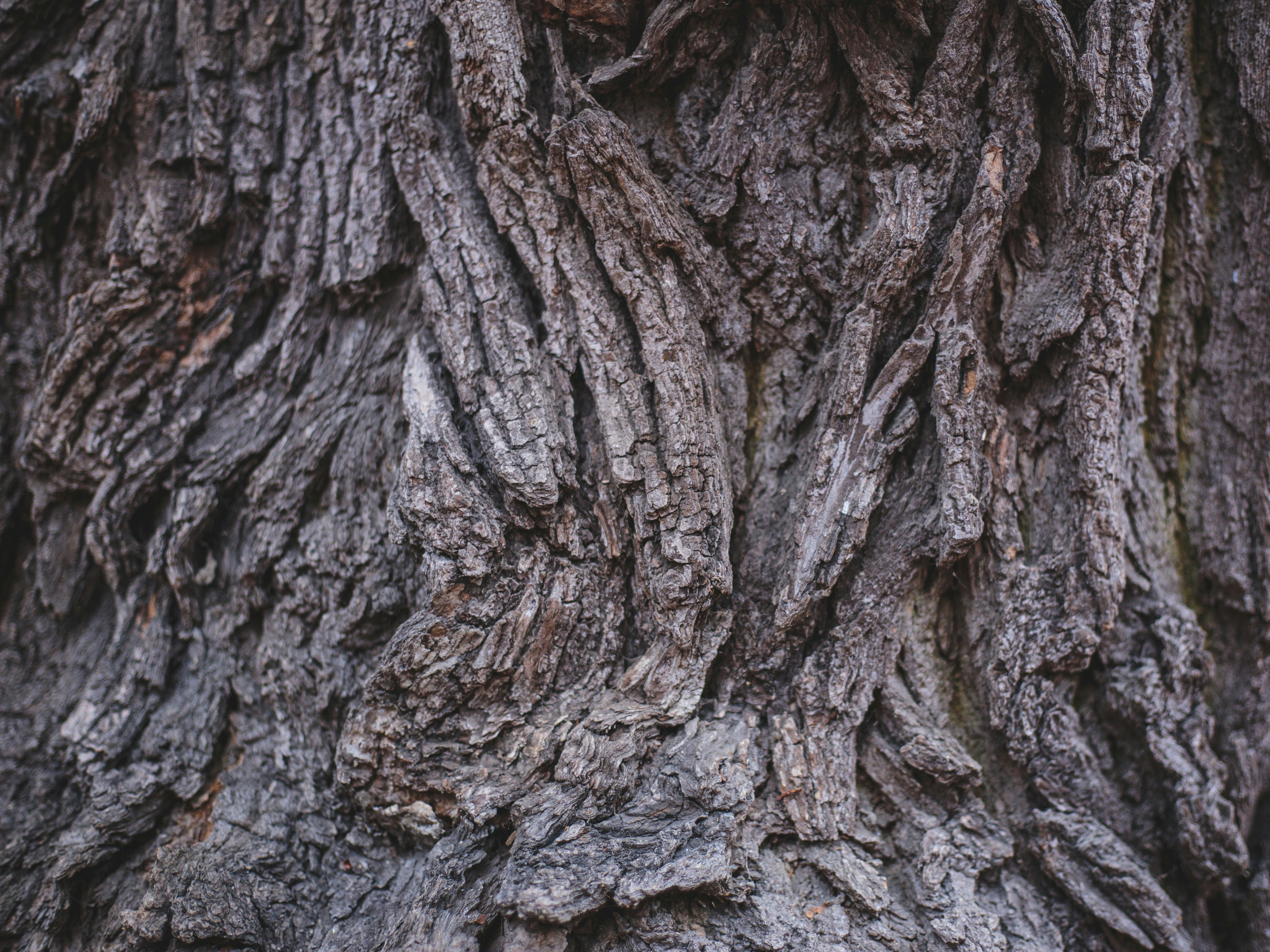 Brown and gray tree trunk photo – Free Plant Image on Unsplash