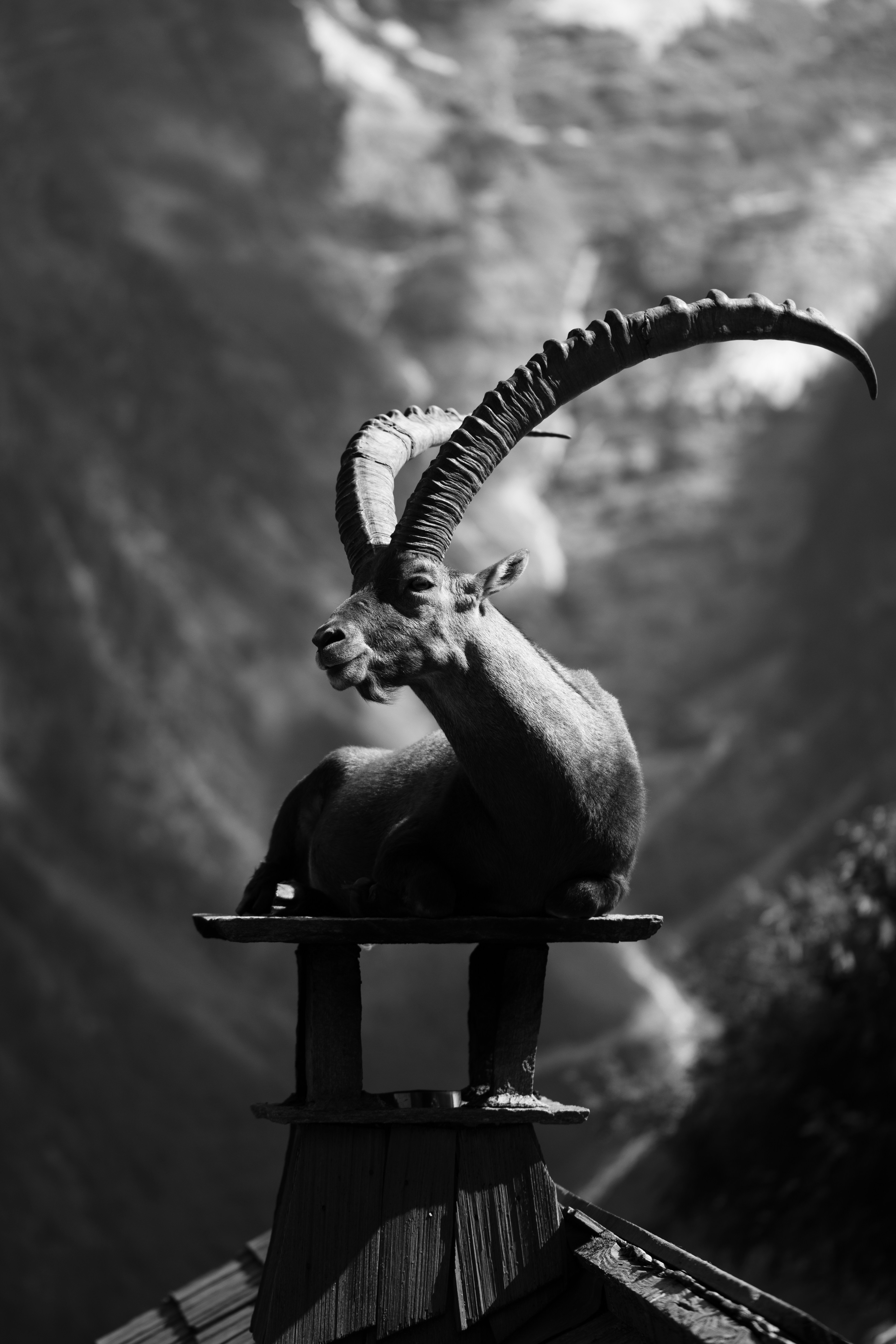 Ibex resting atop a wooden structure with majestic horns, set against a blurred mountainous landscape in black and white.