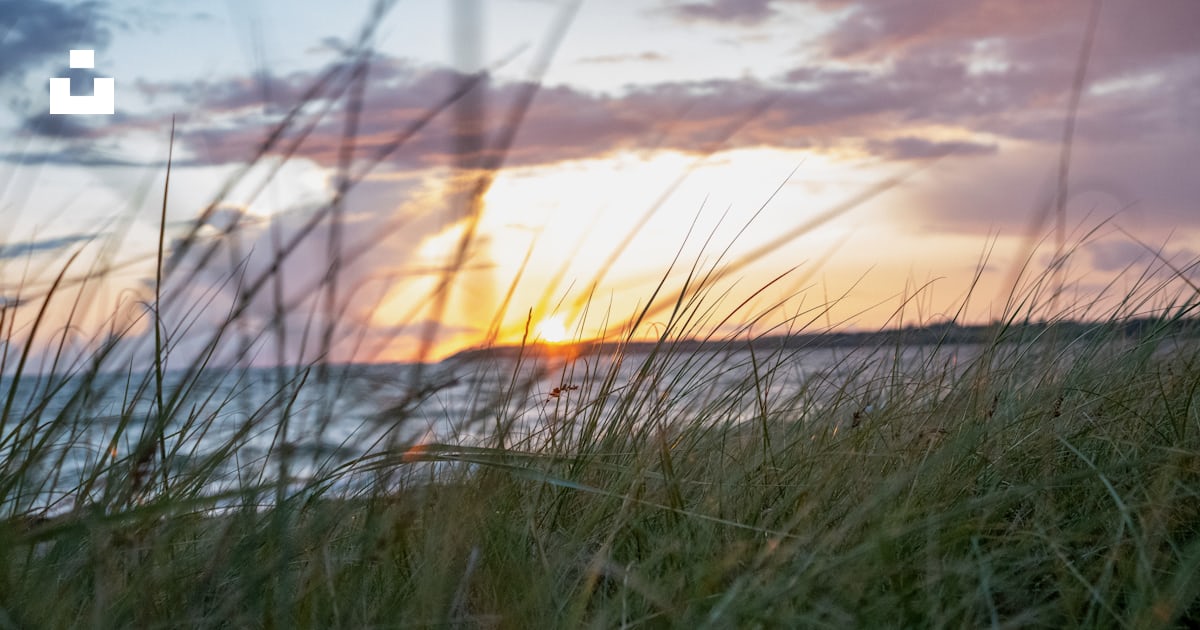 Green Grass Near Body Of Water During Sunset Photo Free Helnæs Strand