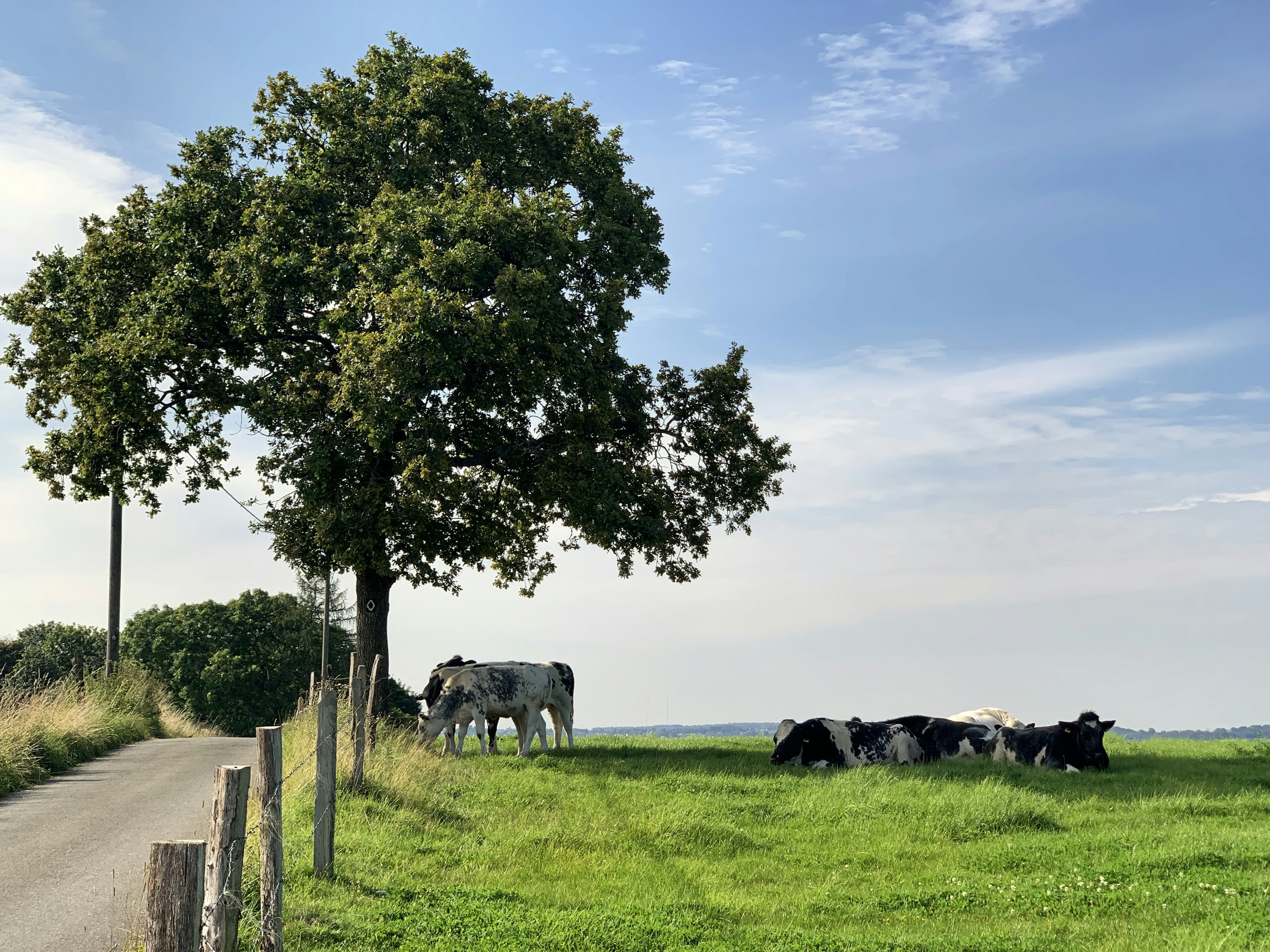 a herd of cattle standing on top of a lush green field