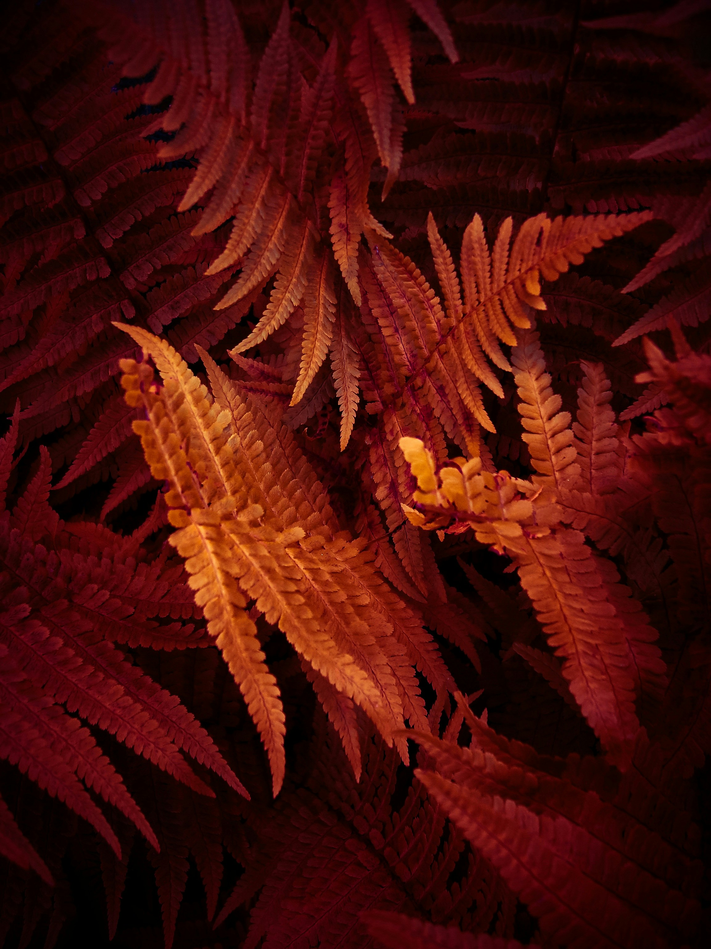 A dense arrangement of ferns bathed in deep red hues, creating a striking visual interplay of texture and color.