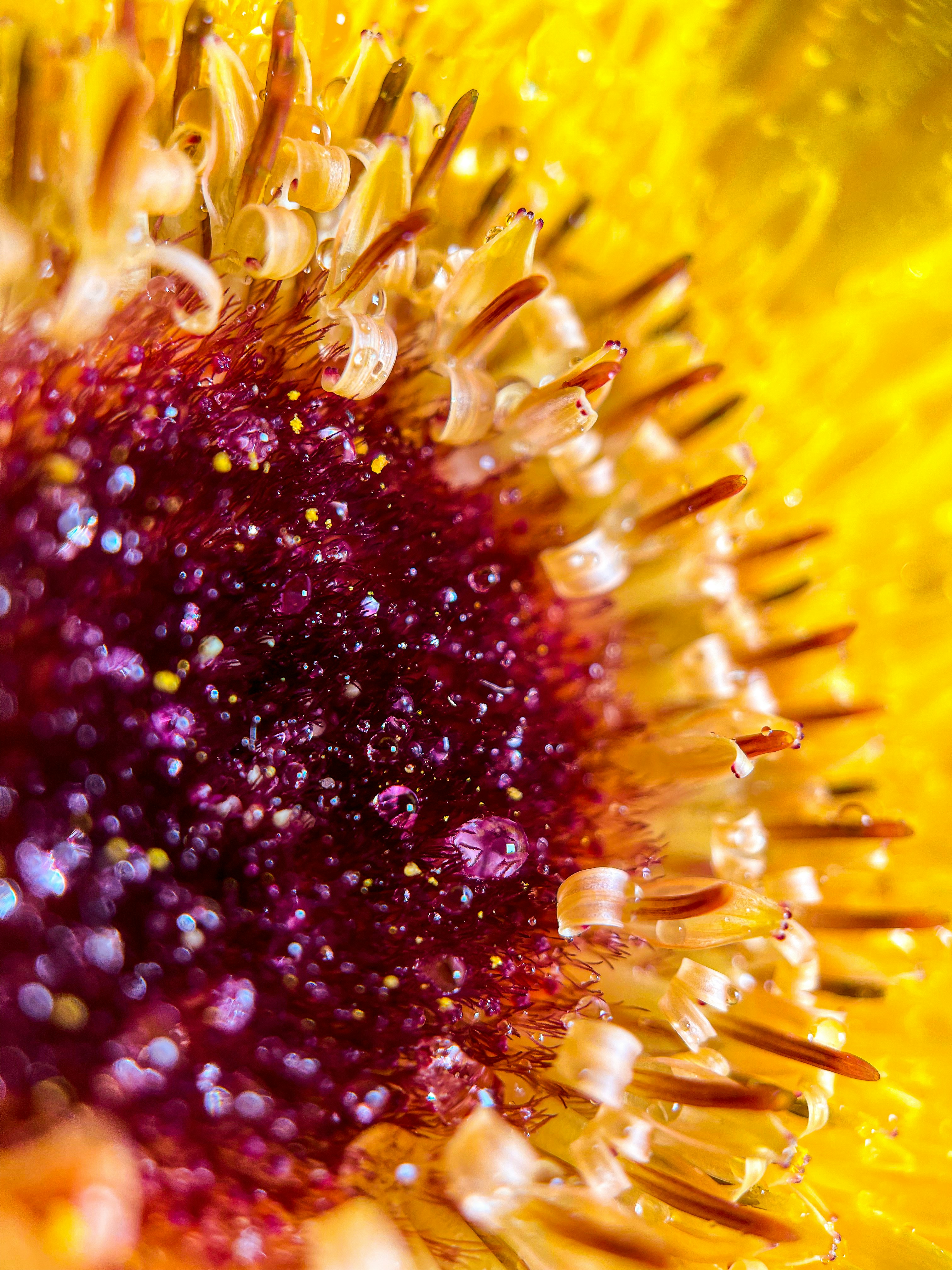Velvet Core, Golden Halo: A Macro Portrait of a Sunflower