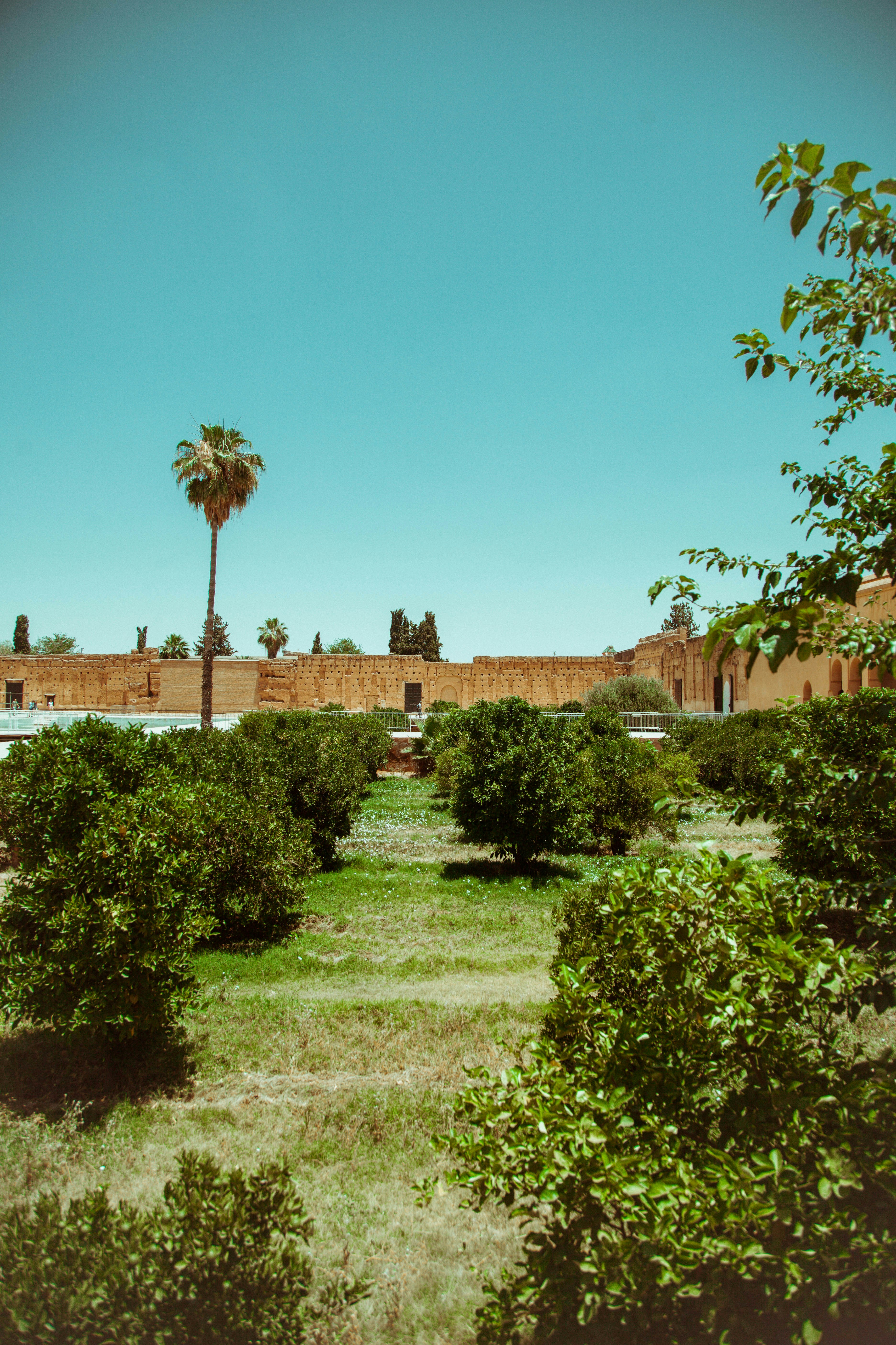 Lush greenery and palm trees contrast against the weathered stone walls of an ancient structure under a clear blue sky.