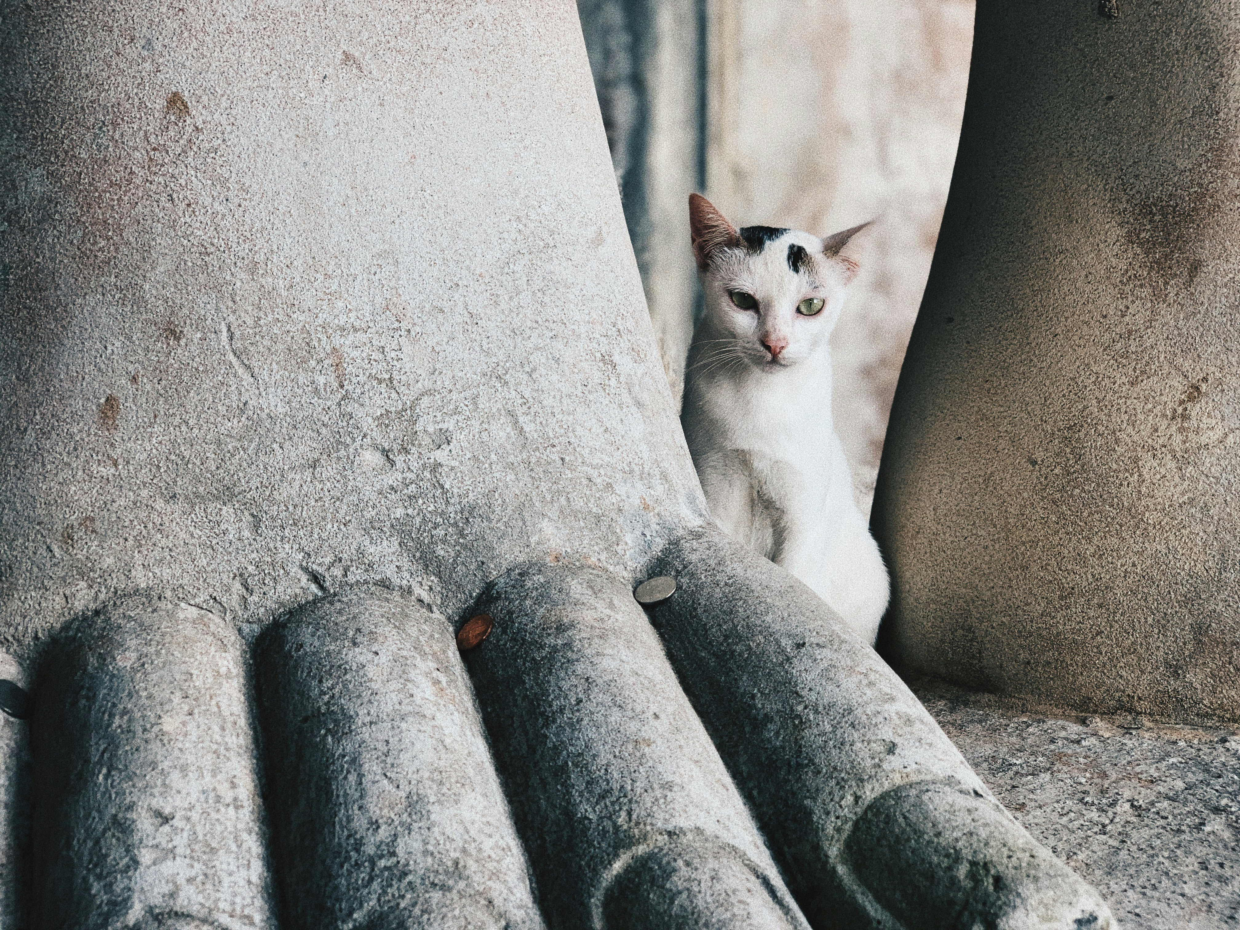 A white cat nestled between ancient stone structures, exuding a sense of calm amidst the rugged textures. The scene captures a moment of tranquility in a historic setting.