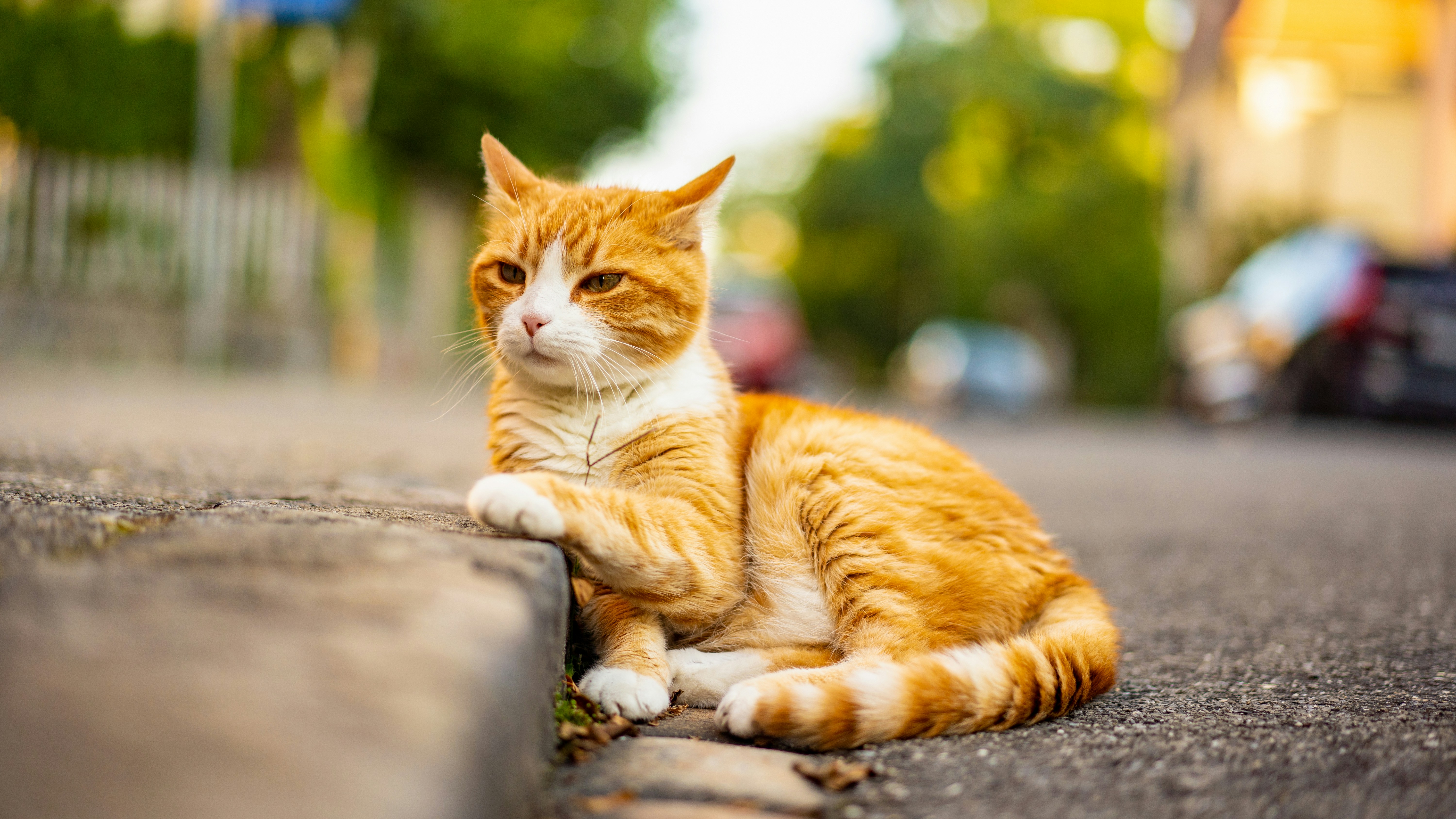 Orange tabby cat lying on concrete floor during daytime photo – Free ...